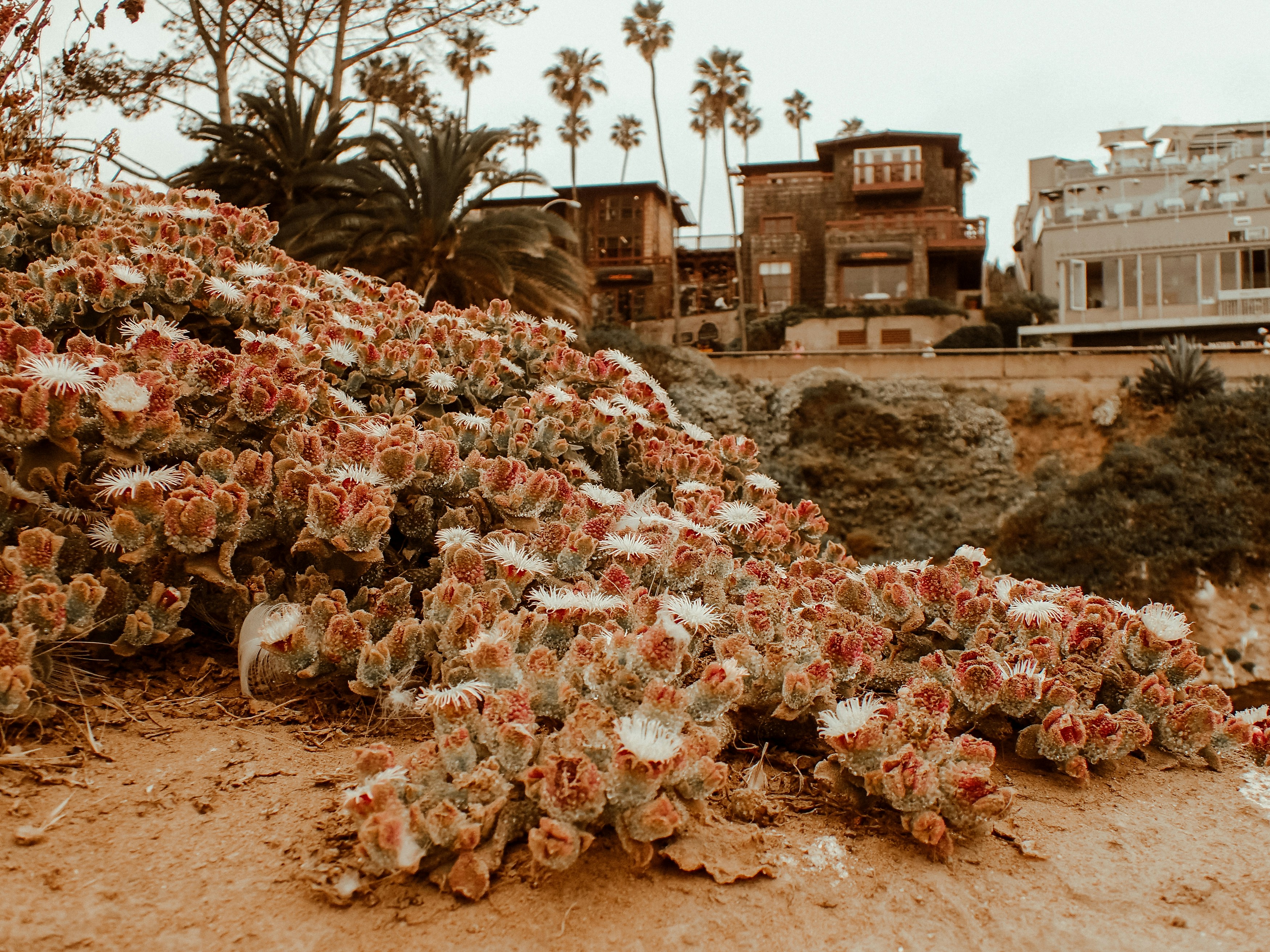 Vibrant coastal plants with blooming flowers in the foreground, contrasting with modern homes and palm trees in the background.