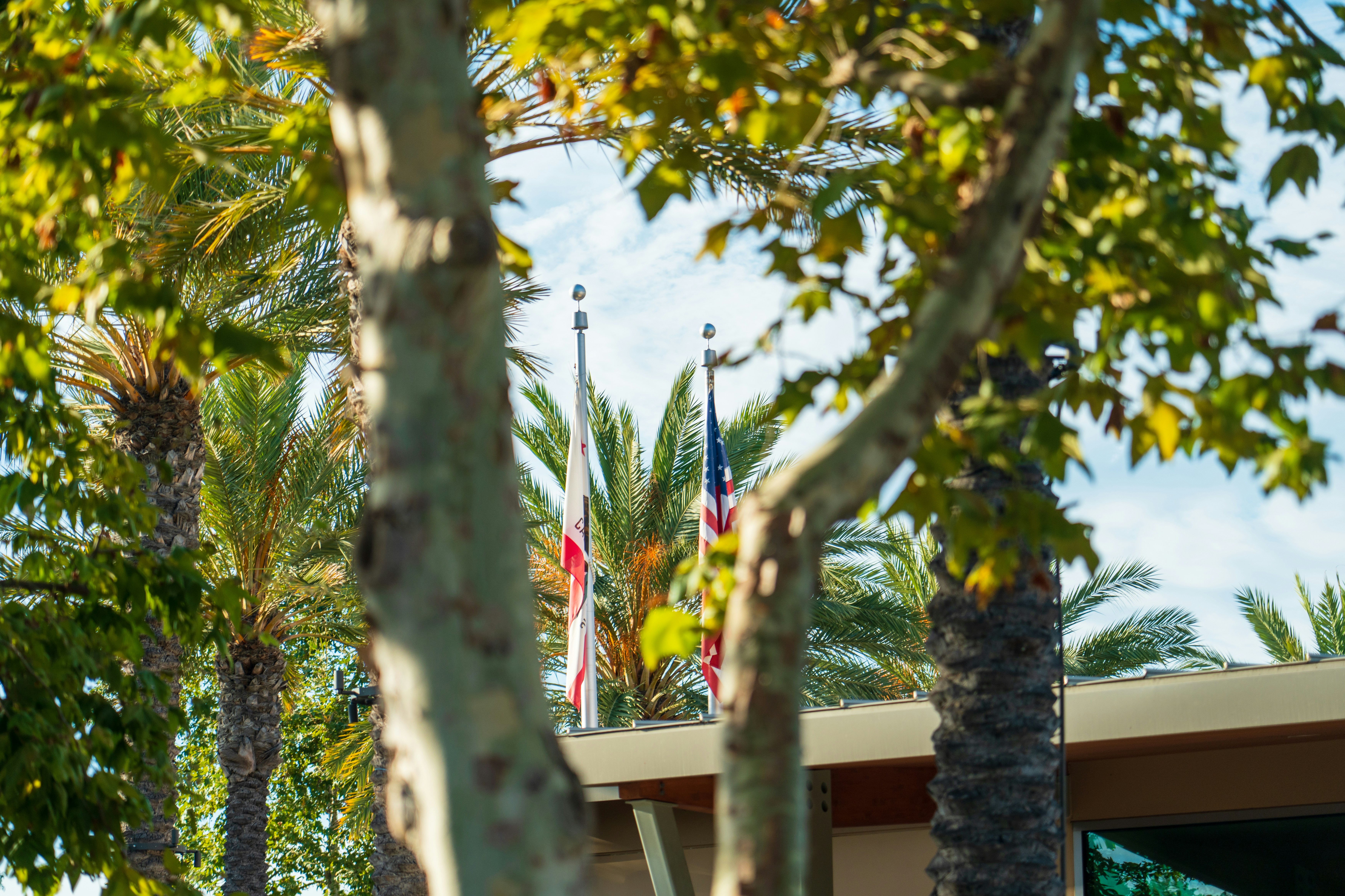 Un groupe de drapeaux provenant d’un arbre photo – Image gratuite de ...