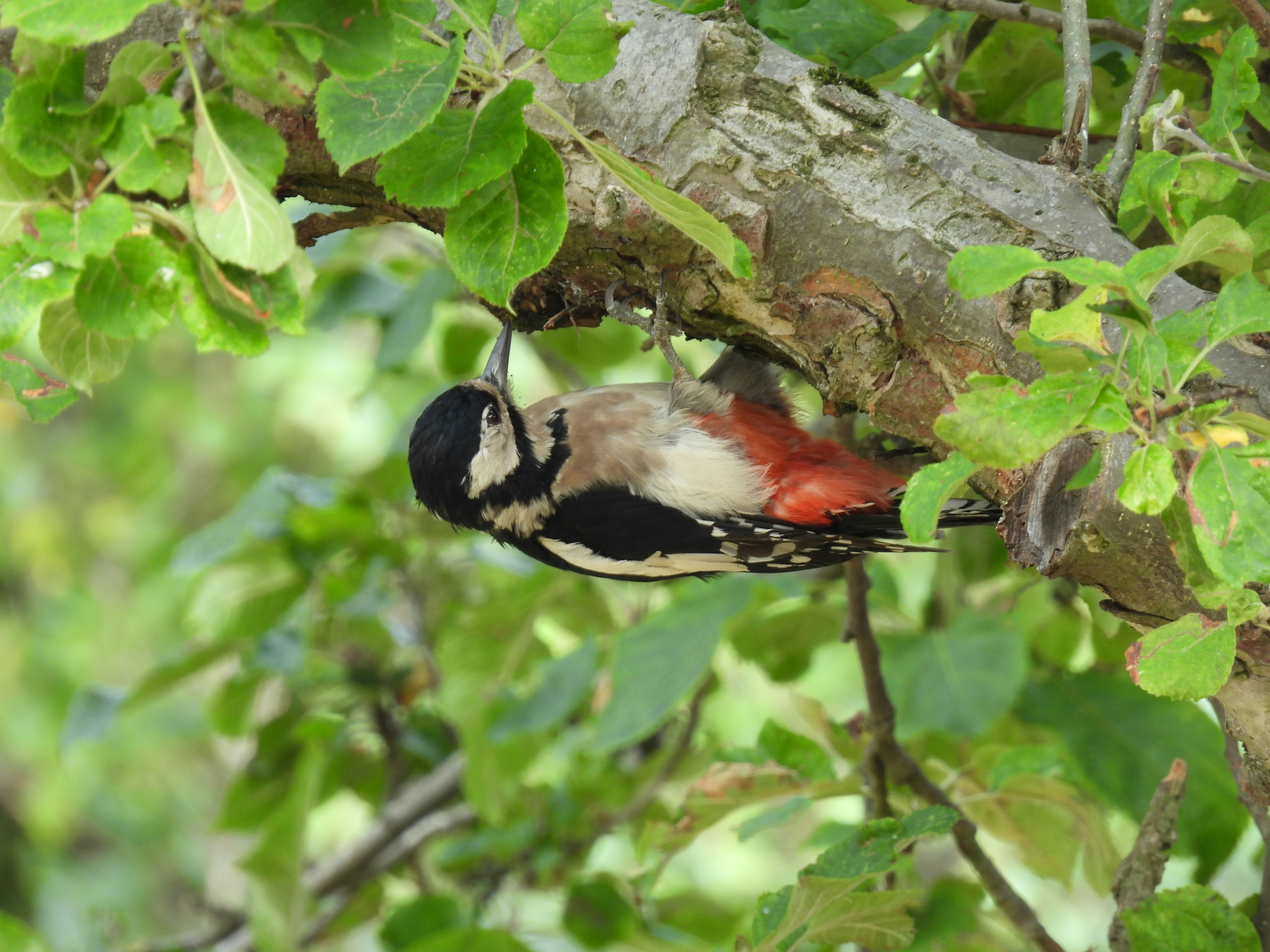 A great spotted woodpecker on an apple tree