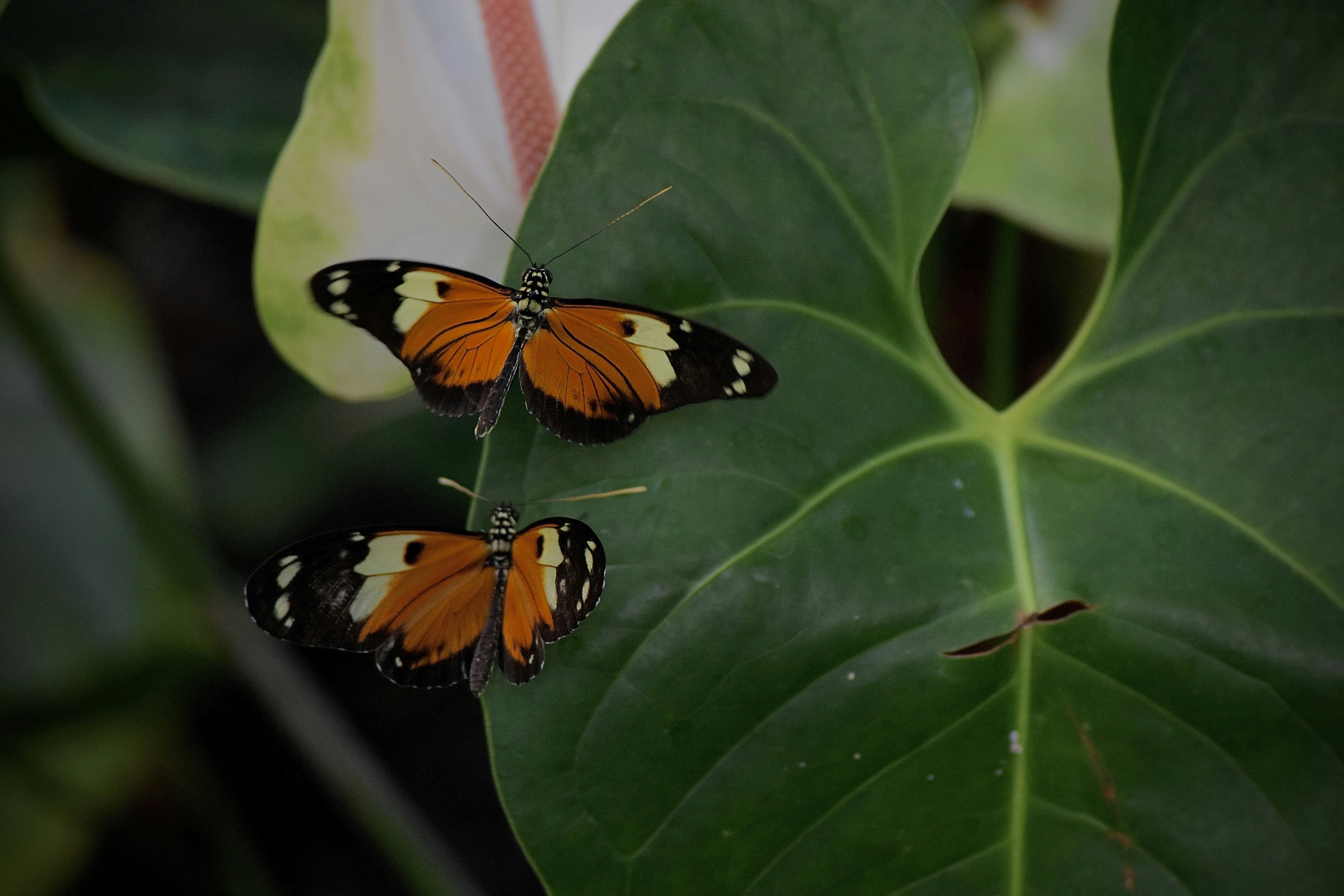 Butterflies twinning at the atrium in Hershey Gardens. 