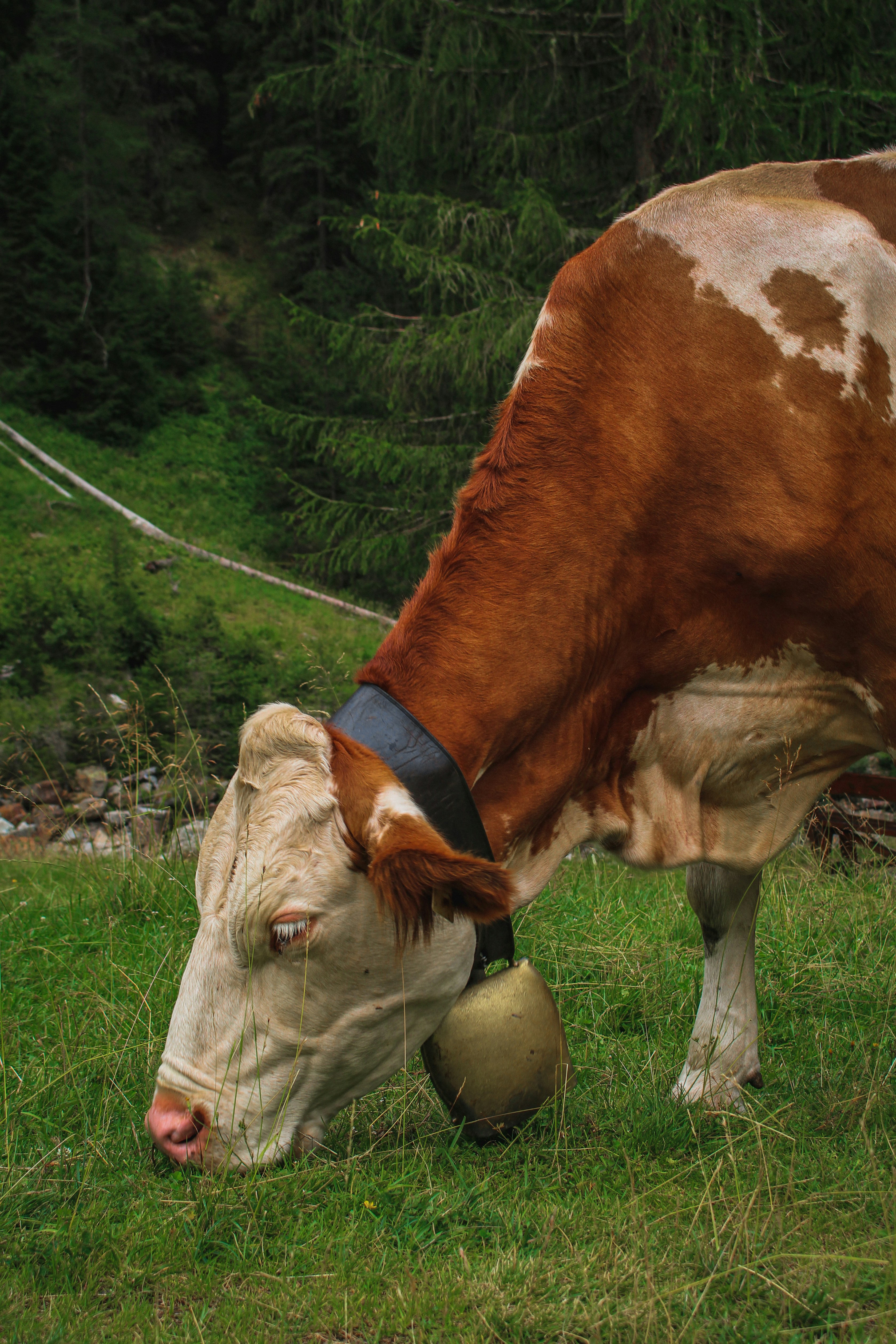 Pasture Bell: A cow grazing at the edge of a pine forest