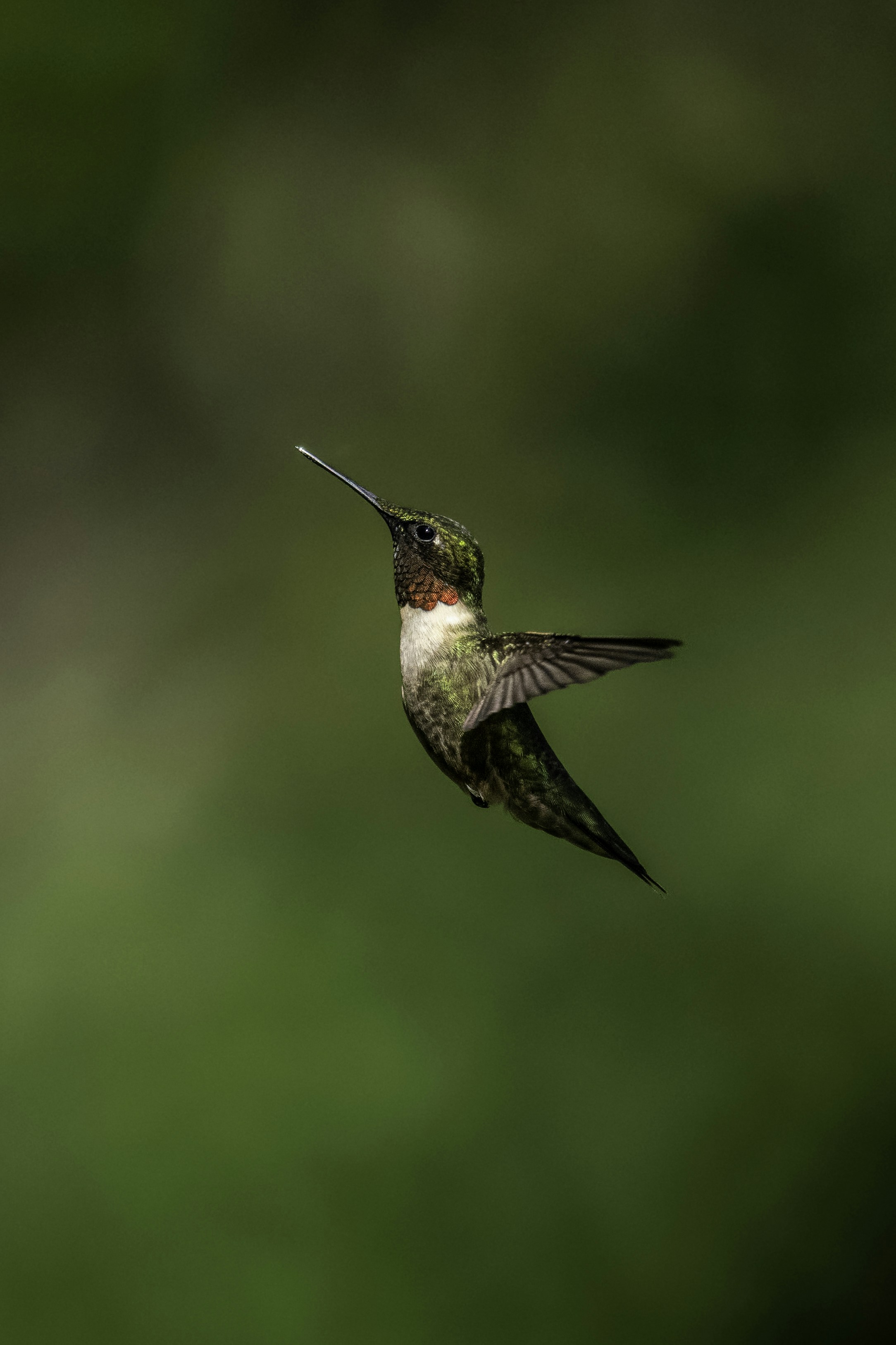 Ruby-throated Hummingbird 

Please tag @hyneseyes on Instagram for credit, thank you :)