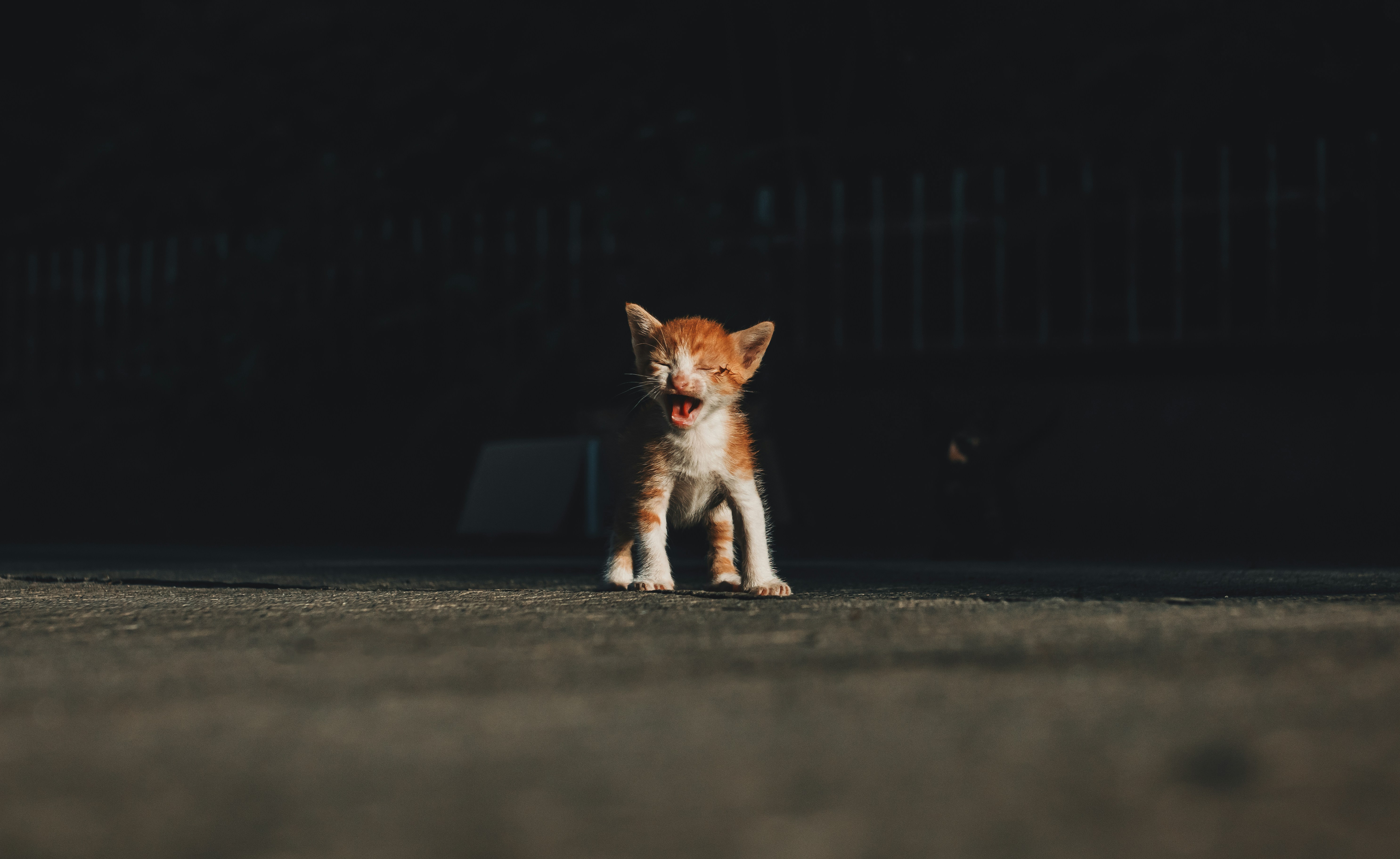 a cat walking on a road