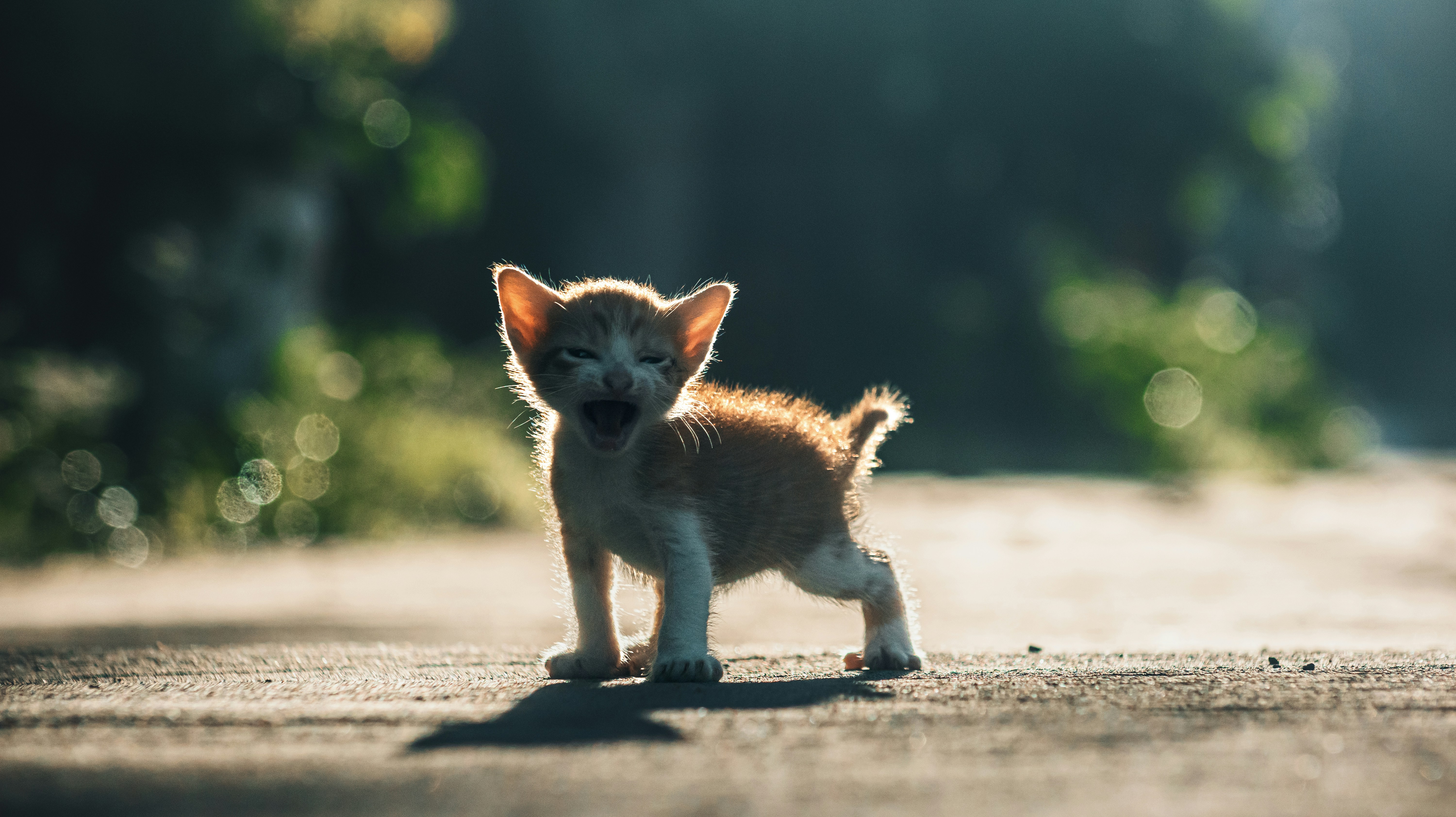 a kitten walking on a road