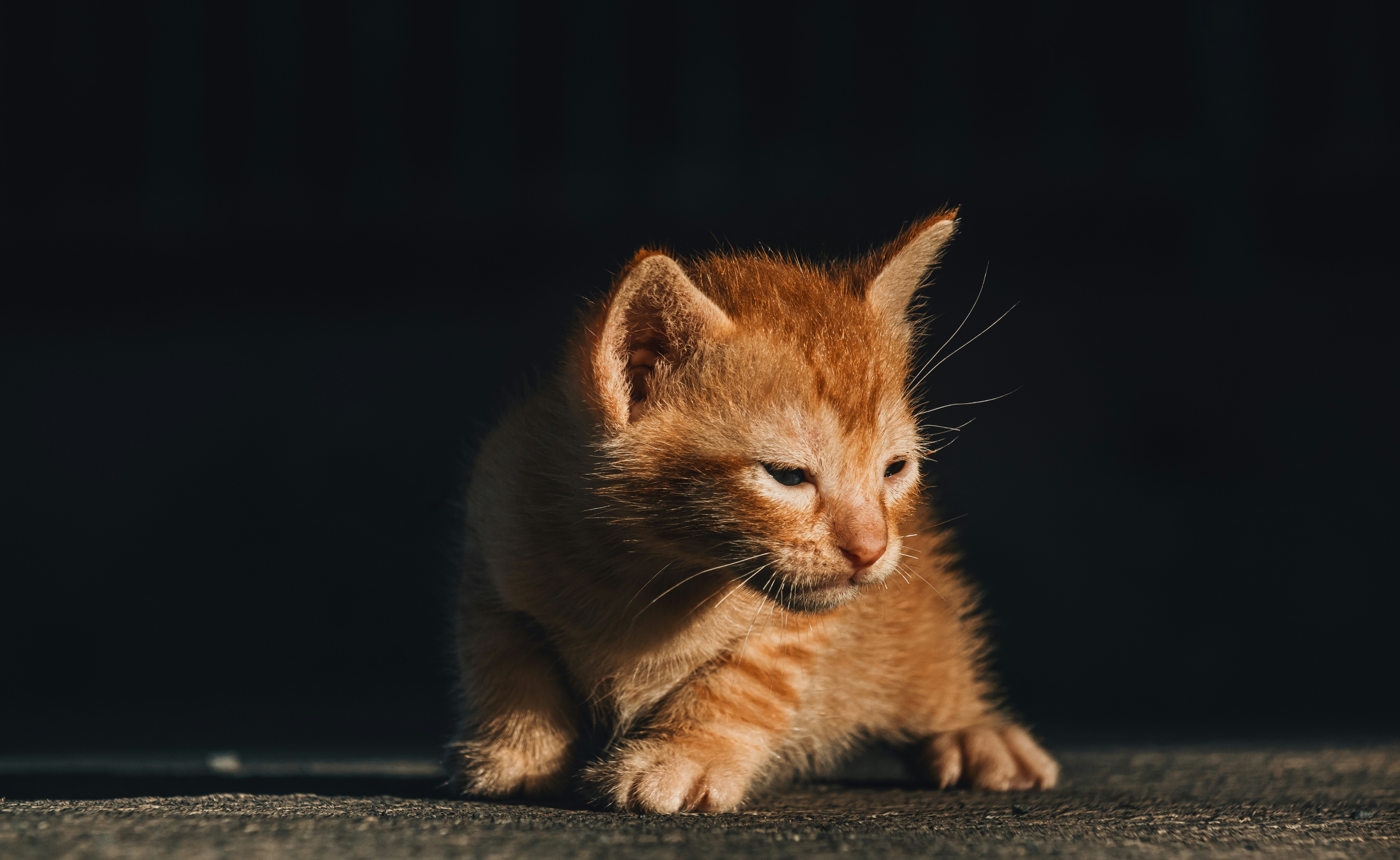 a kitten on a wood surface
