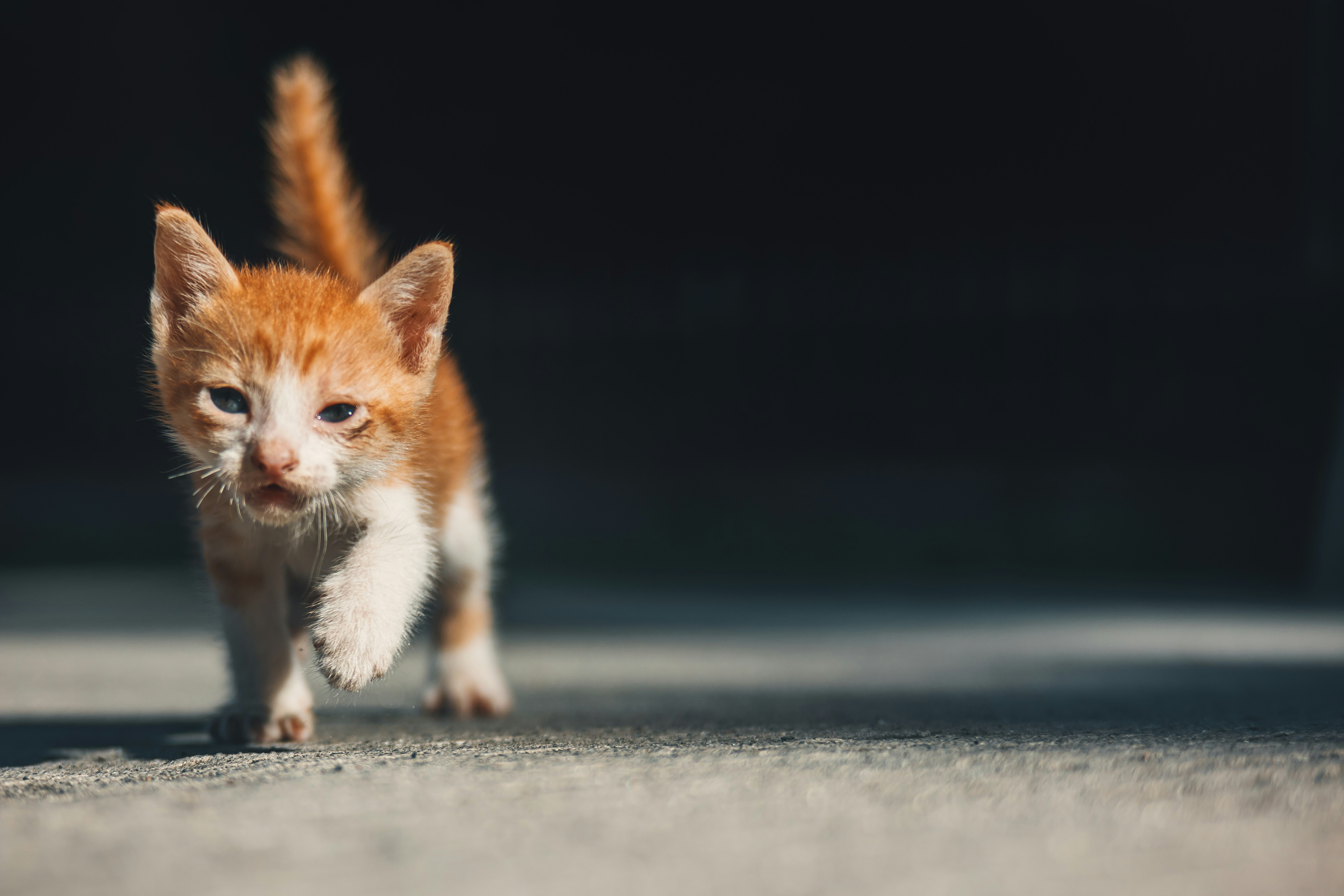 Running Kitten