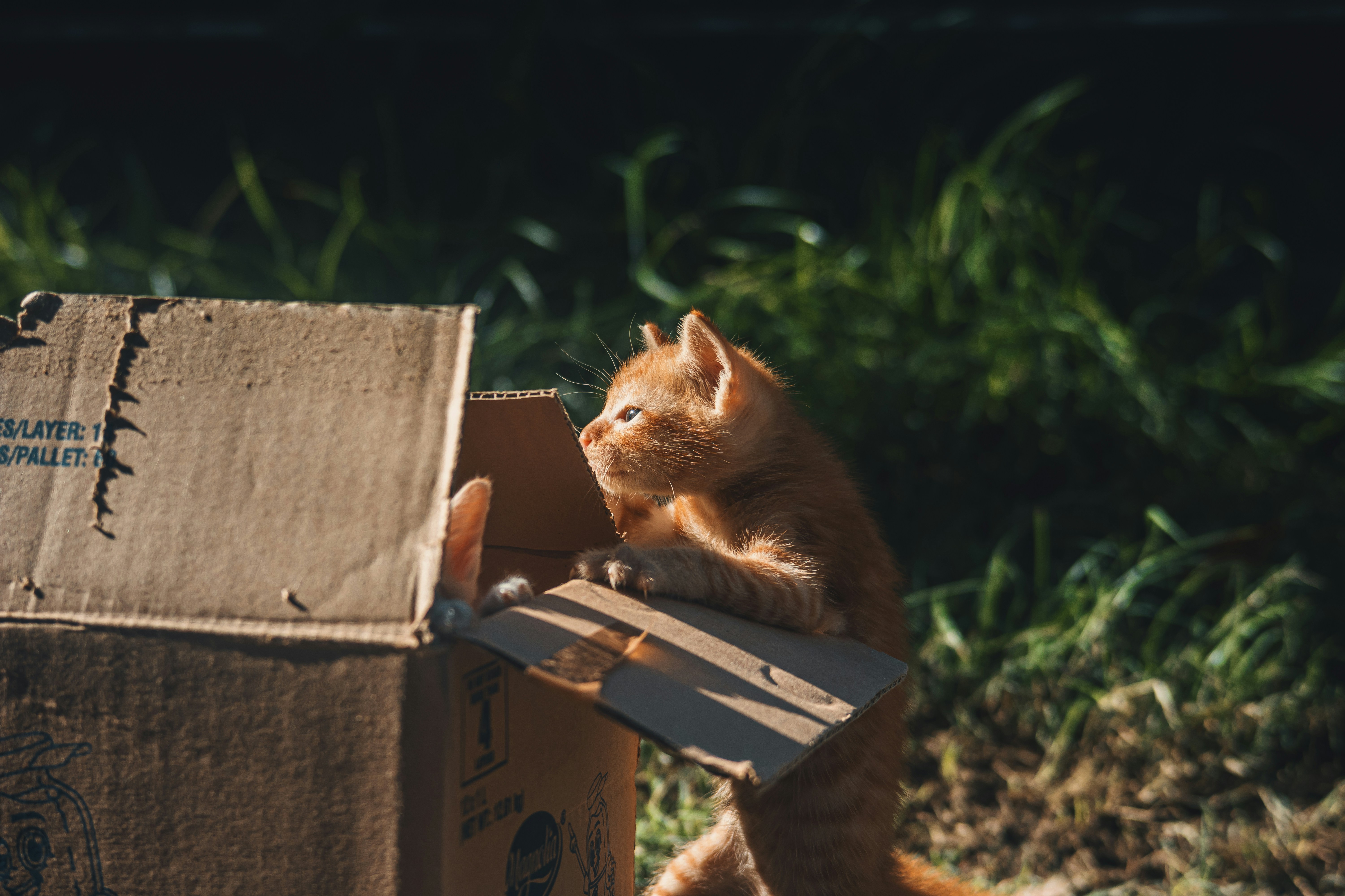 Sunlit Box Fort: A Curious Kitten's Backyard Discovery