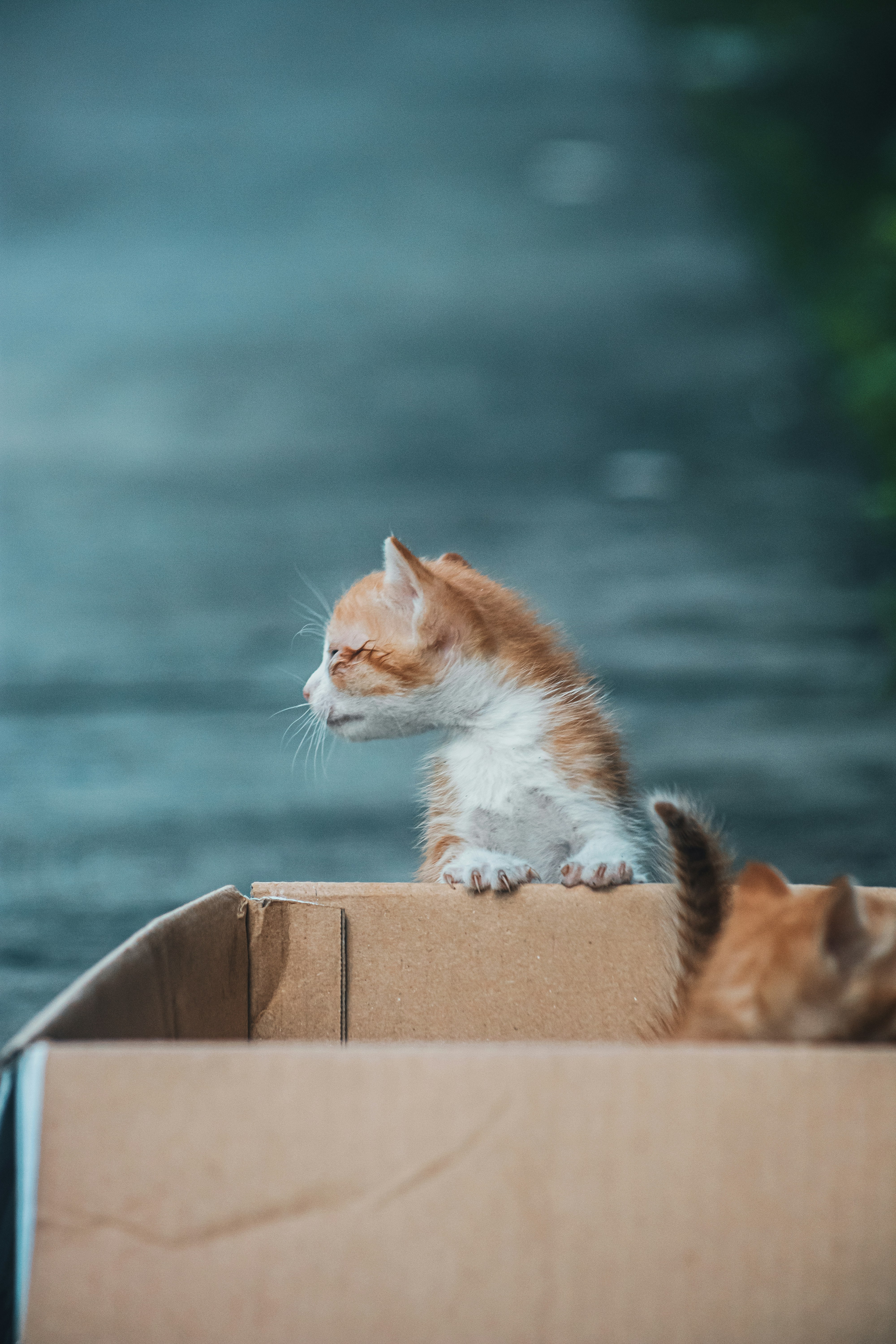 Curious Kitten at the Cardboard Shore