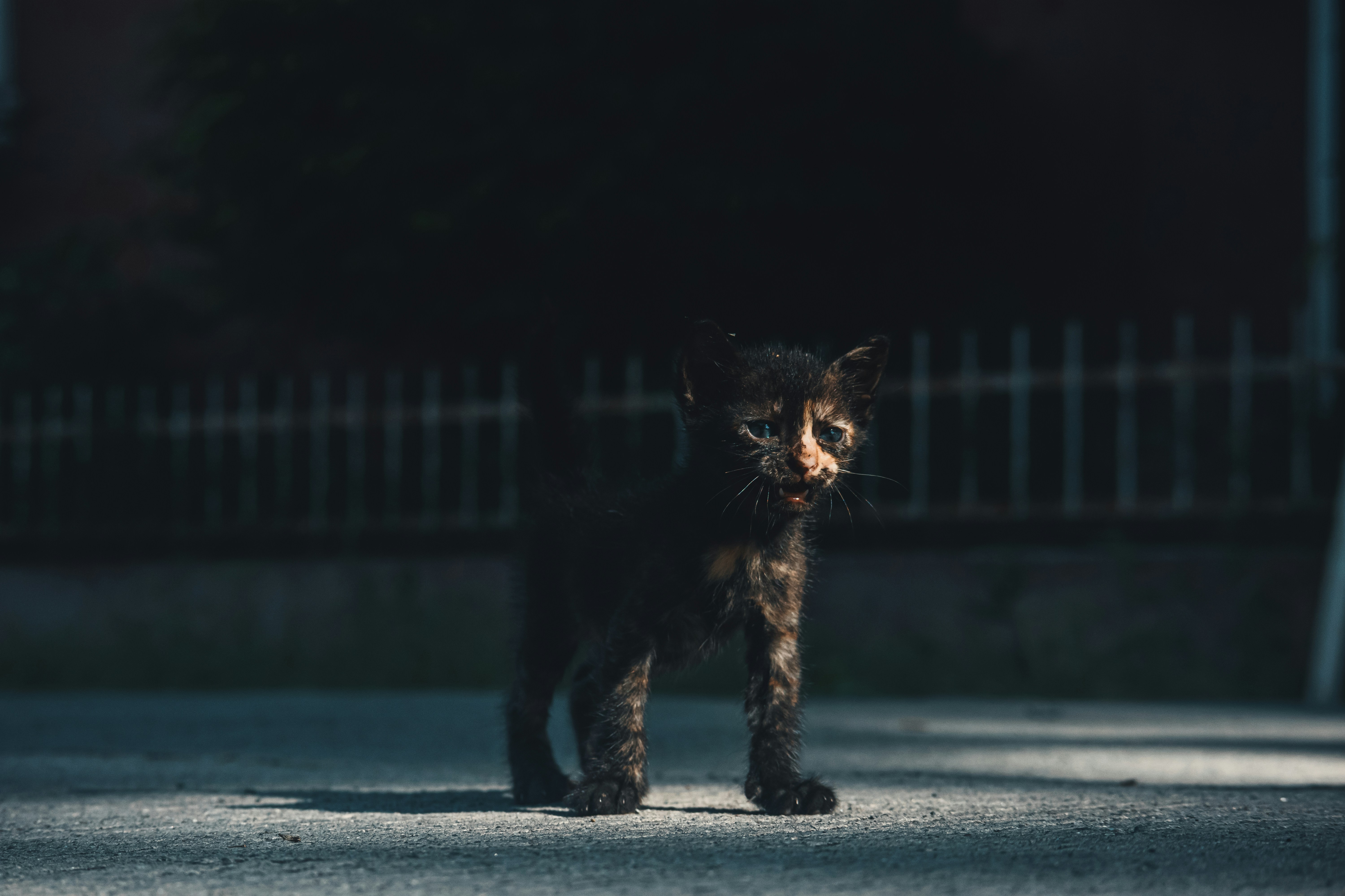 Midnight Prowler in a Quiet Parking Lot