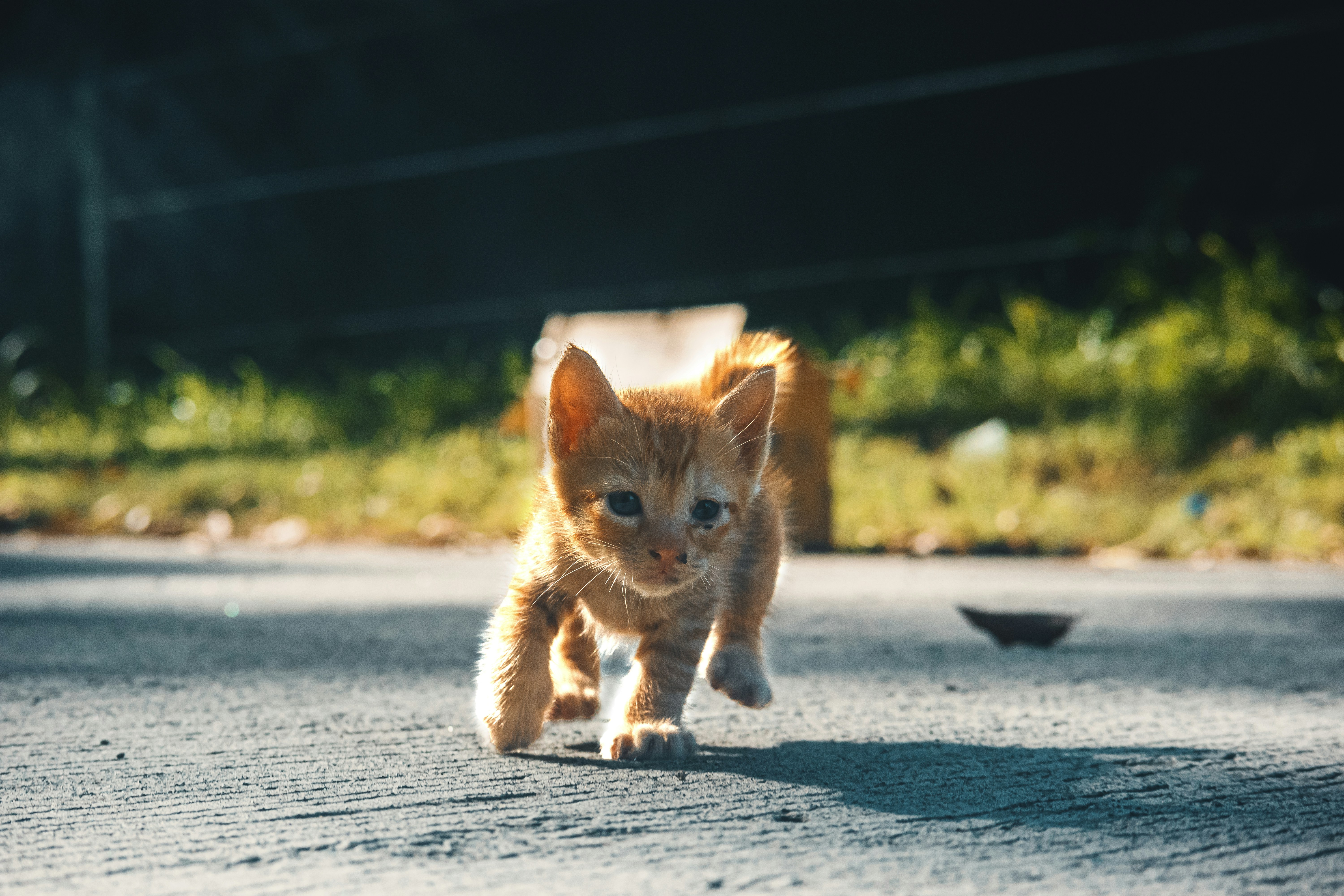 Running Kitten