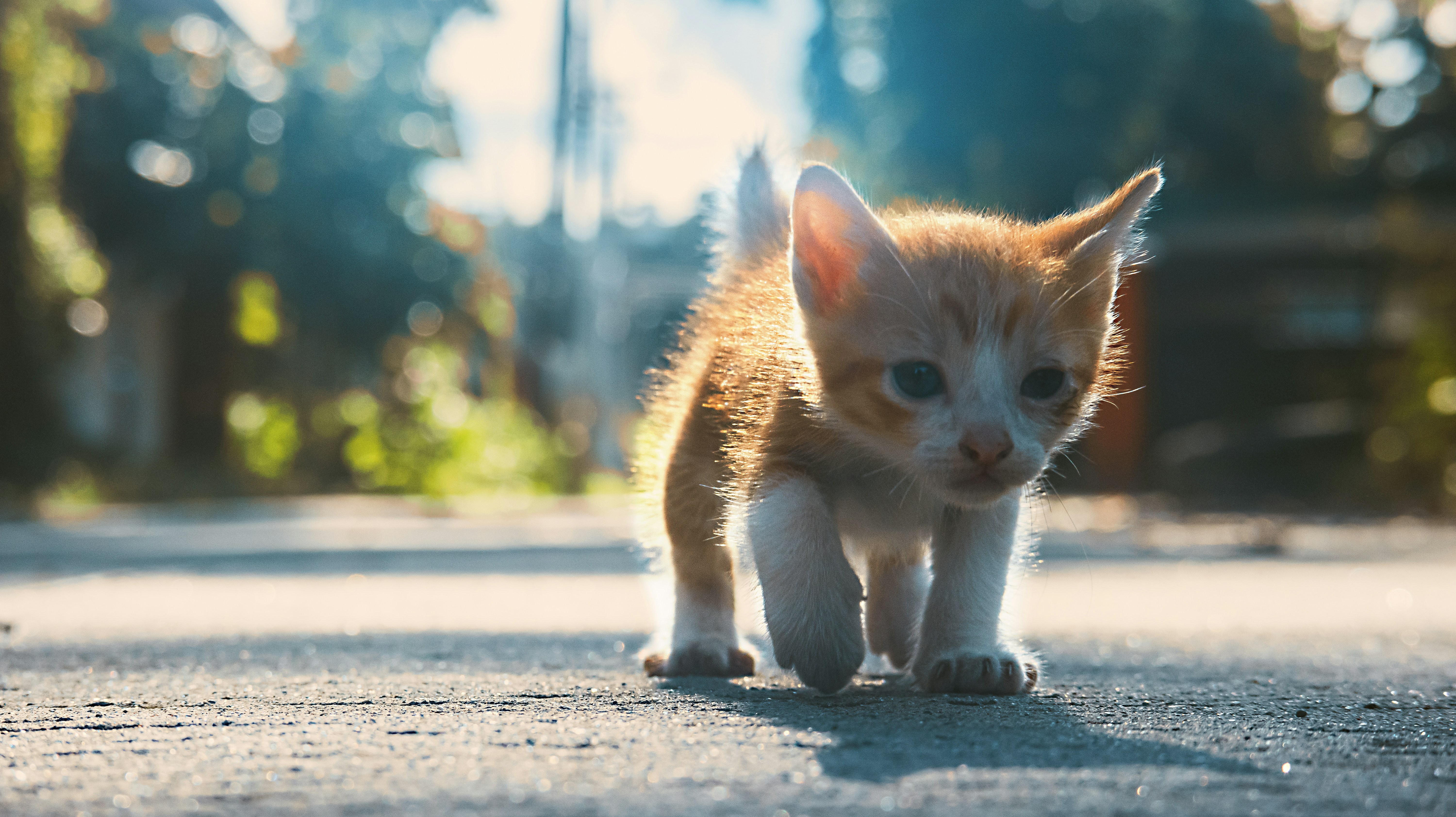 A kitten walking on a road photo – Free Kitten Image on Unsplash