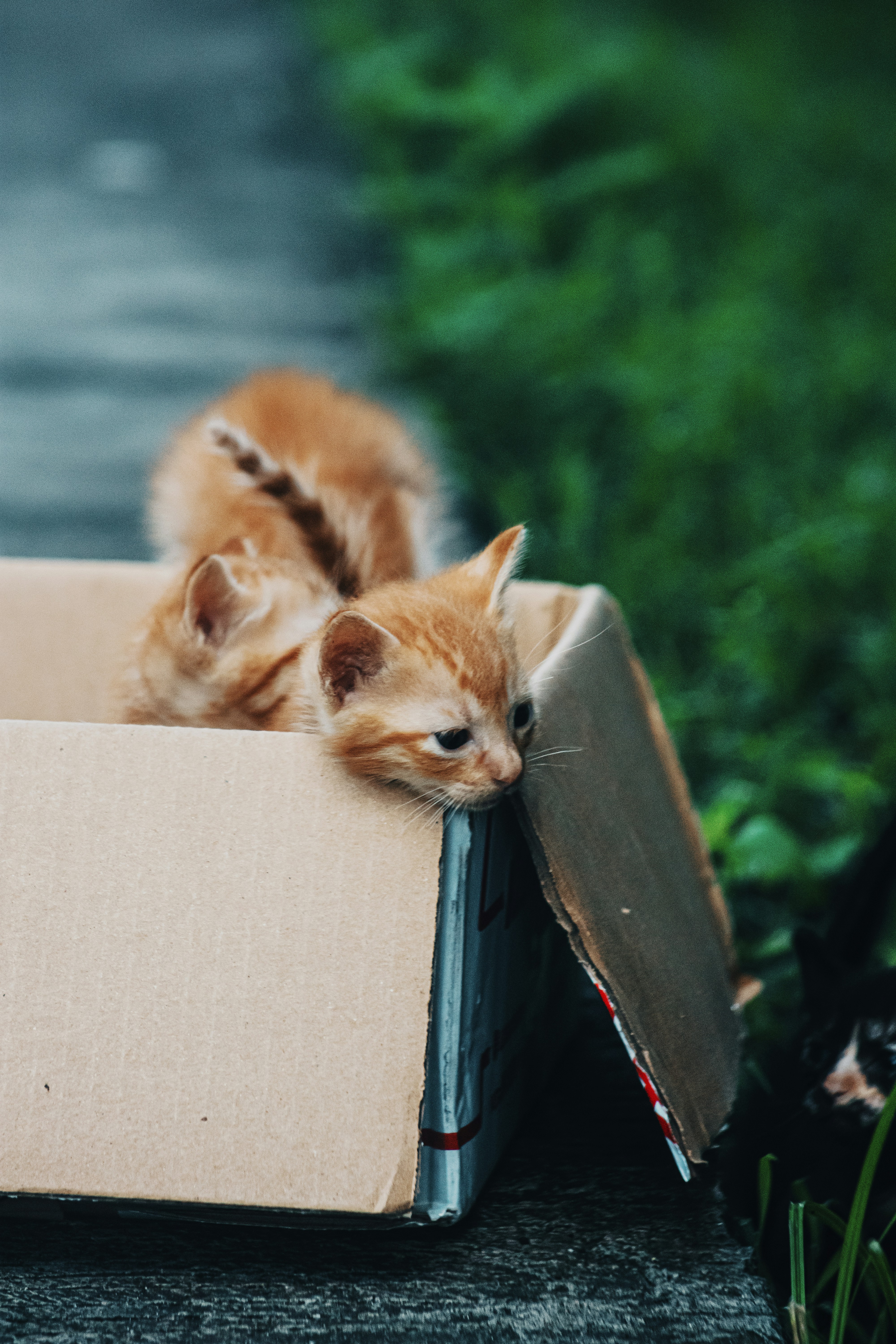 A group of kittens in a box photo – Free Pet Image on Unsplash