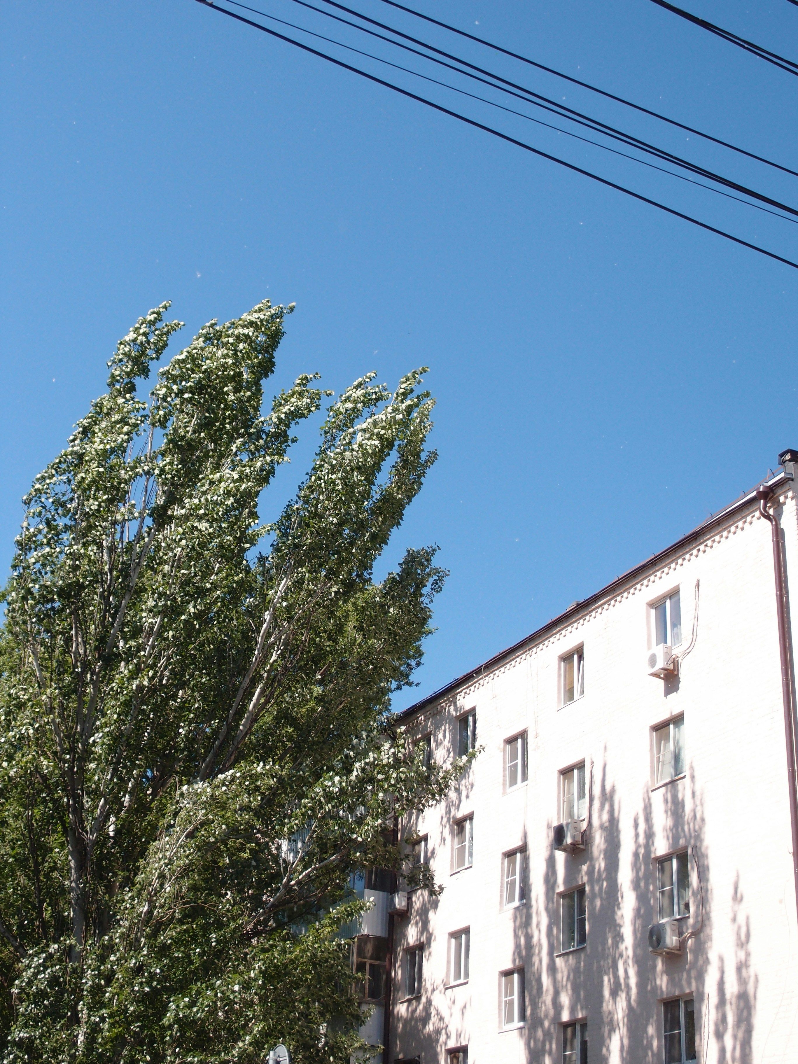 Photograph capturing a tall, wind-swept tree beside a pale apartment building under a clear blue sky. Overhead power lines add graphic contrast to this quiet urban daytime scene.
