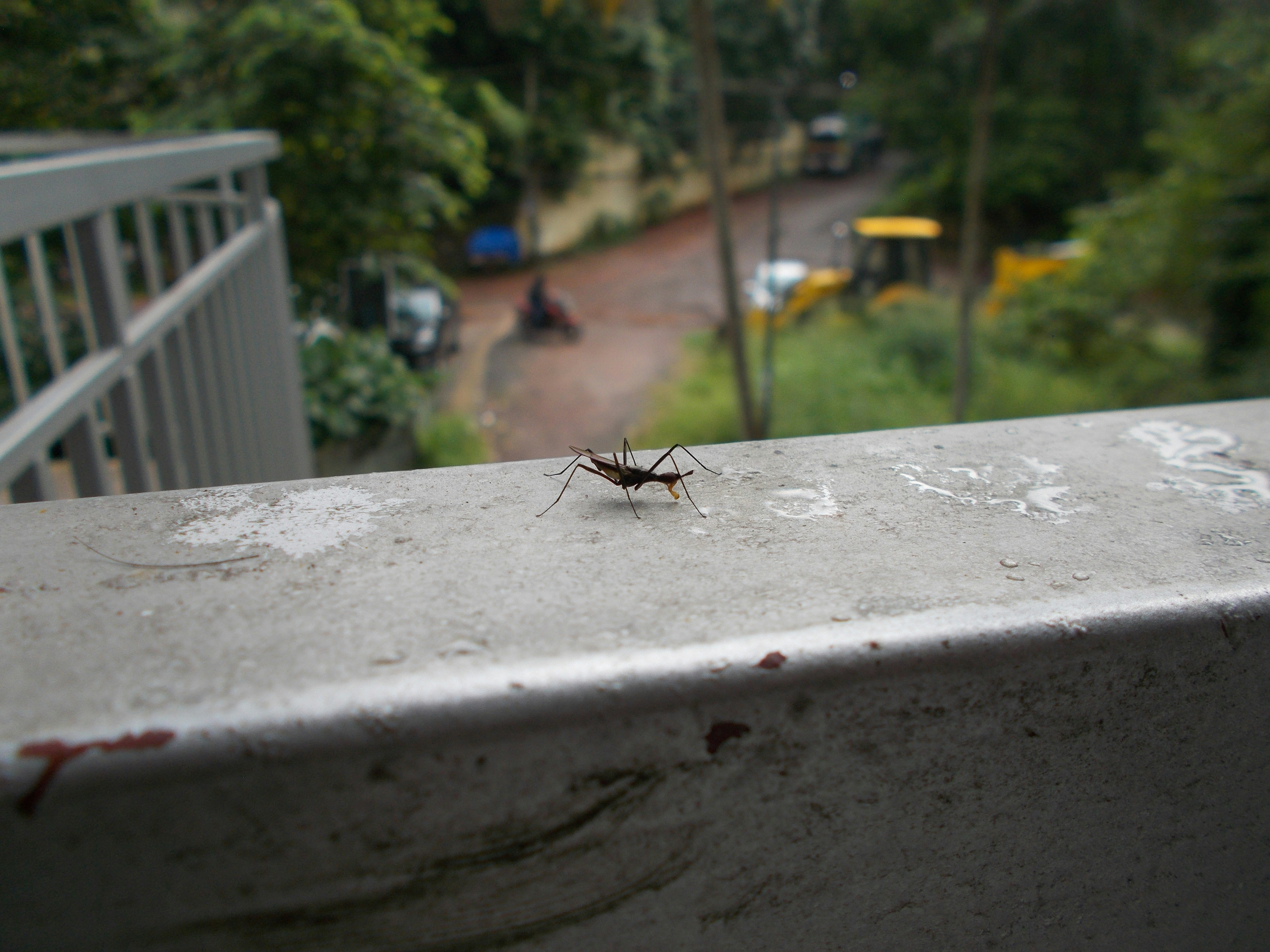 Macro photo of a small insect perched on a weathered railing, with a blurred park scene in the background.