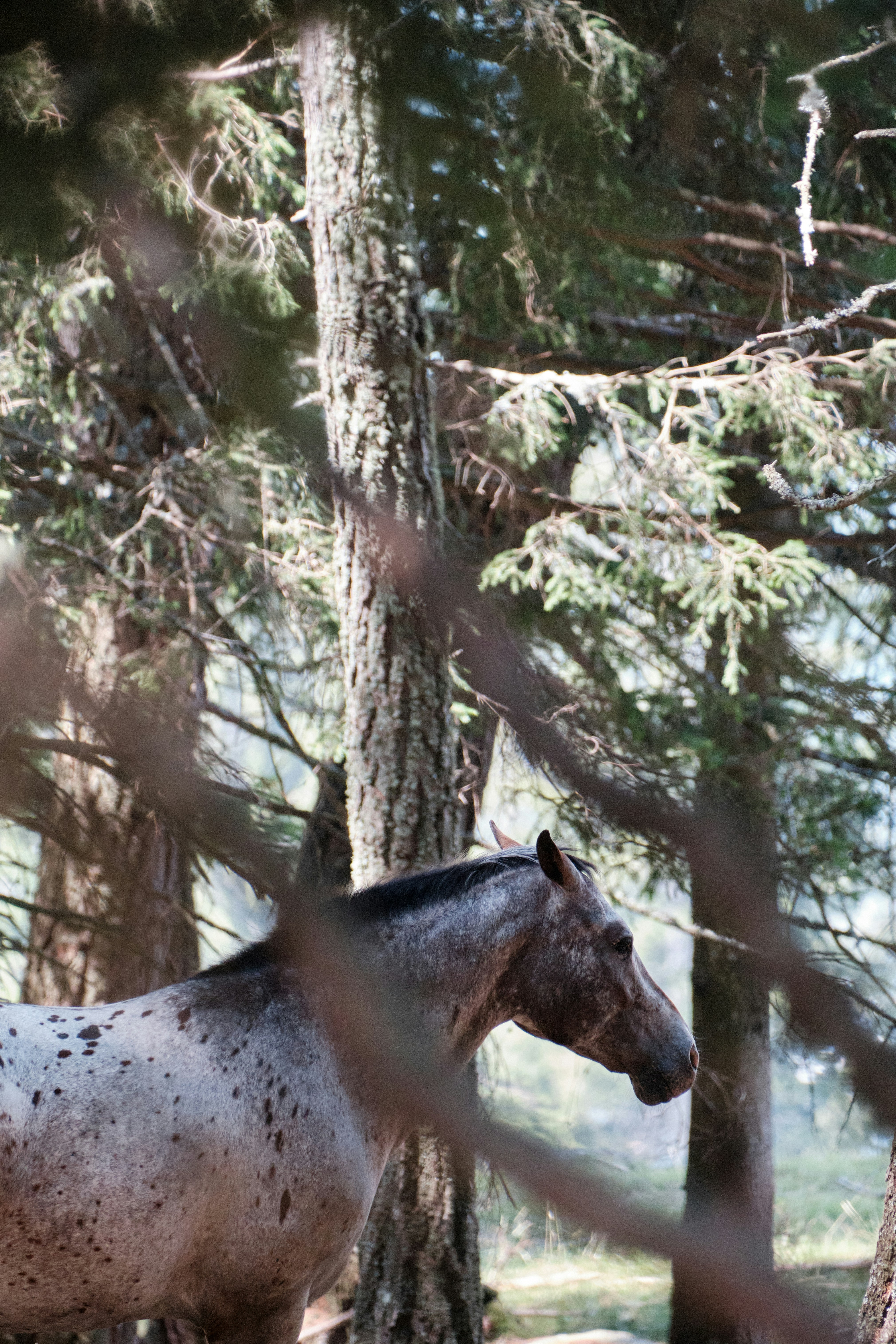 Dappled Pause Among Pines: A Horse in Quiet Woodland Light