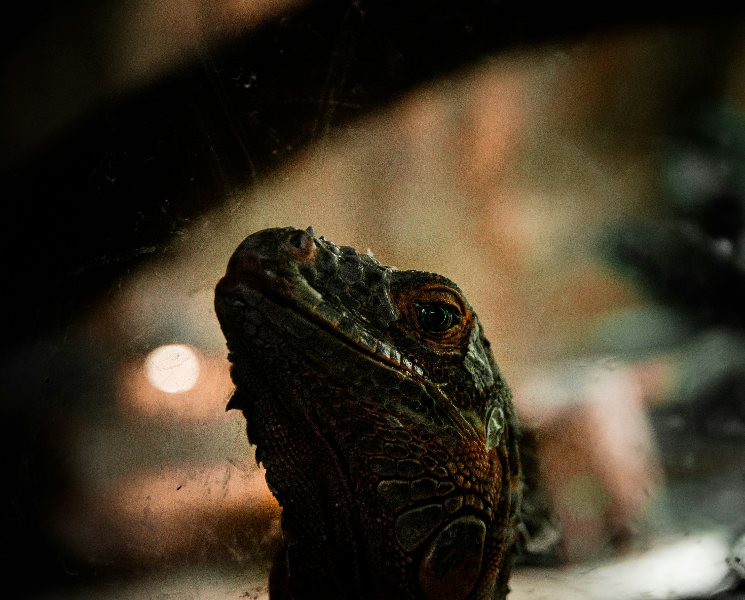 The Watchful Guardian of the Terrarium