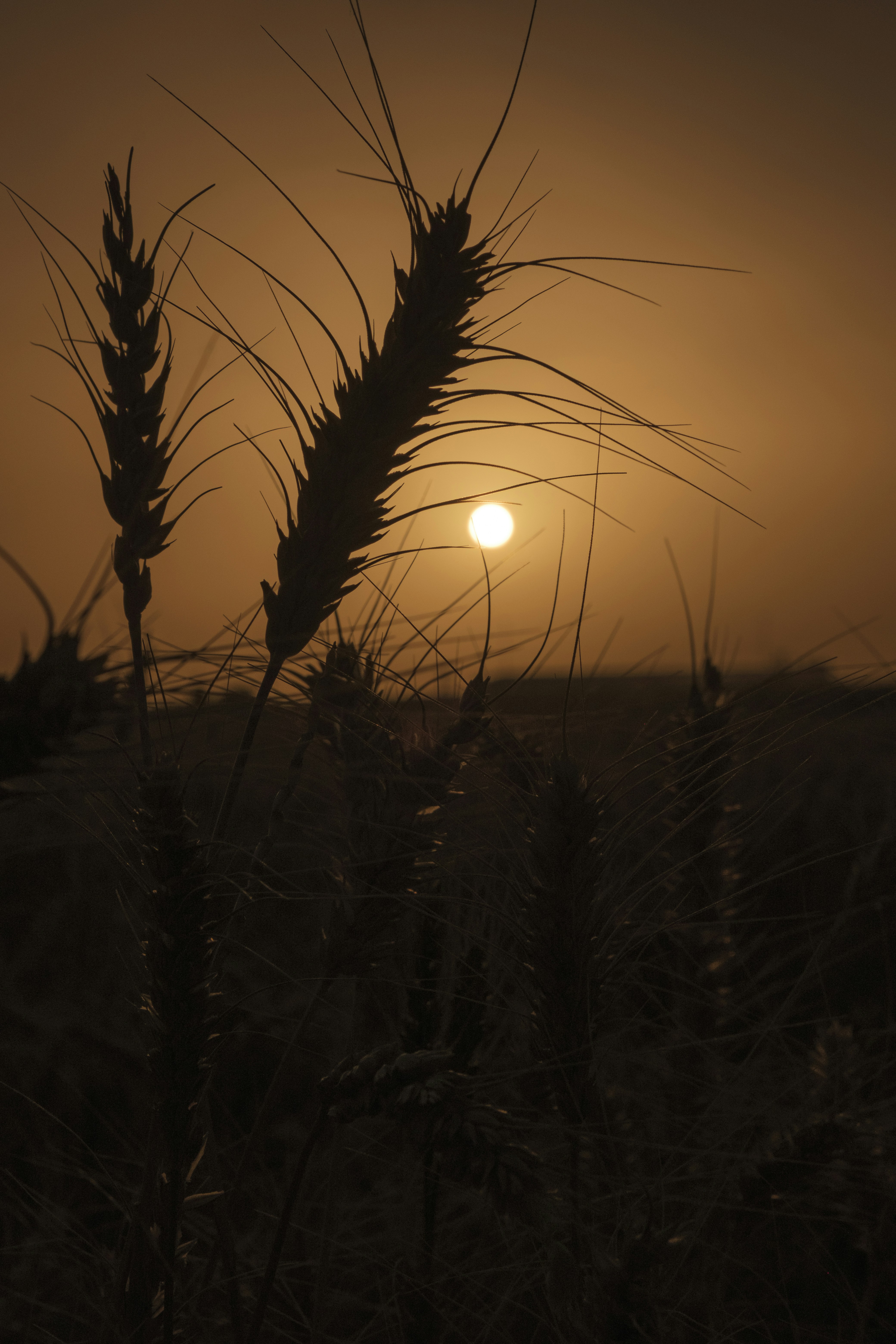 a sunset over a field