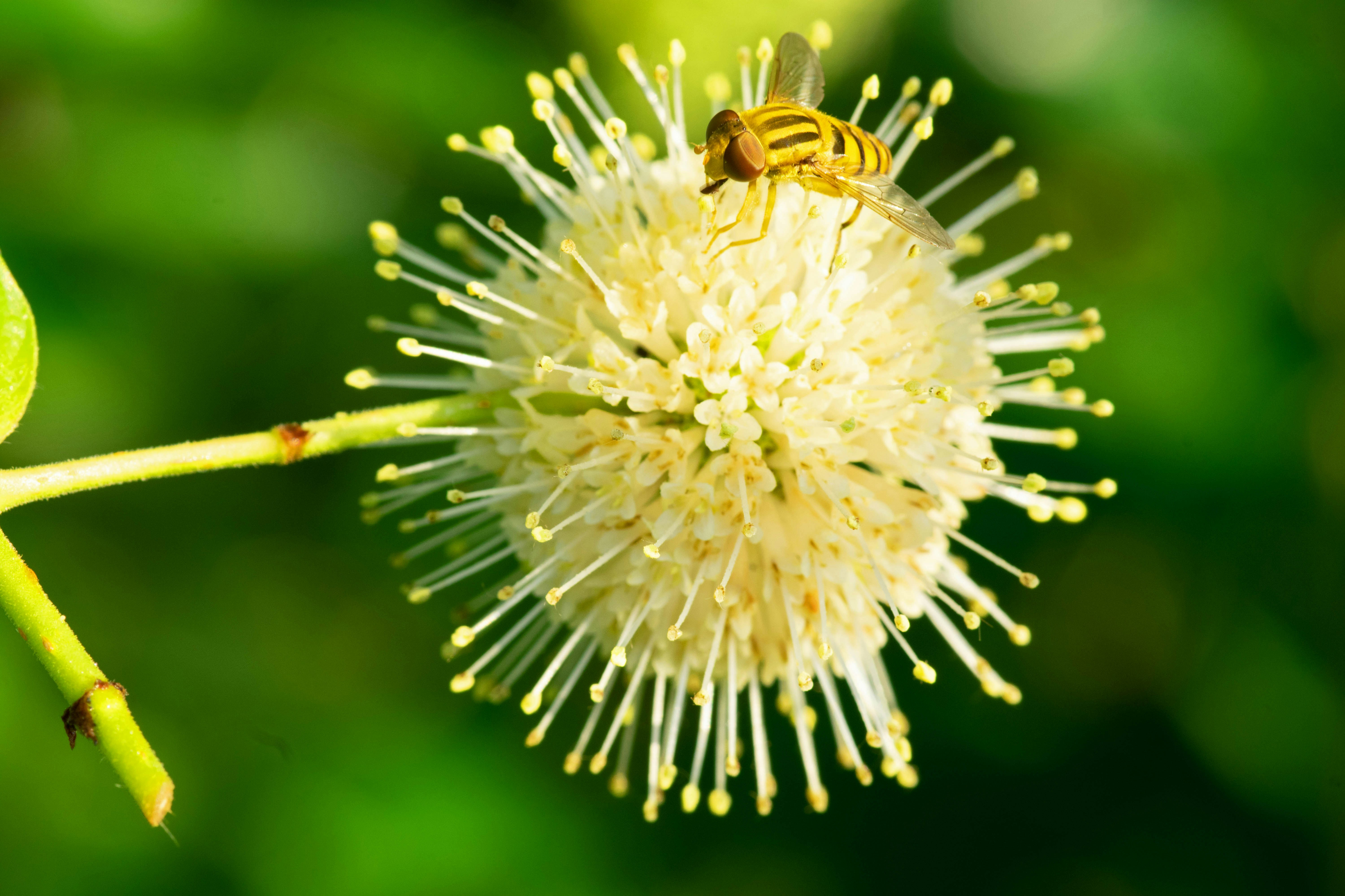 A small bee is caught in the act of pollinating this Buttonbush.