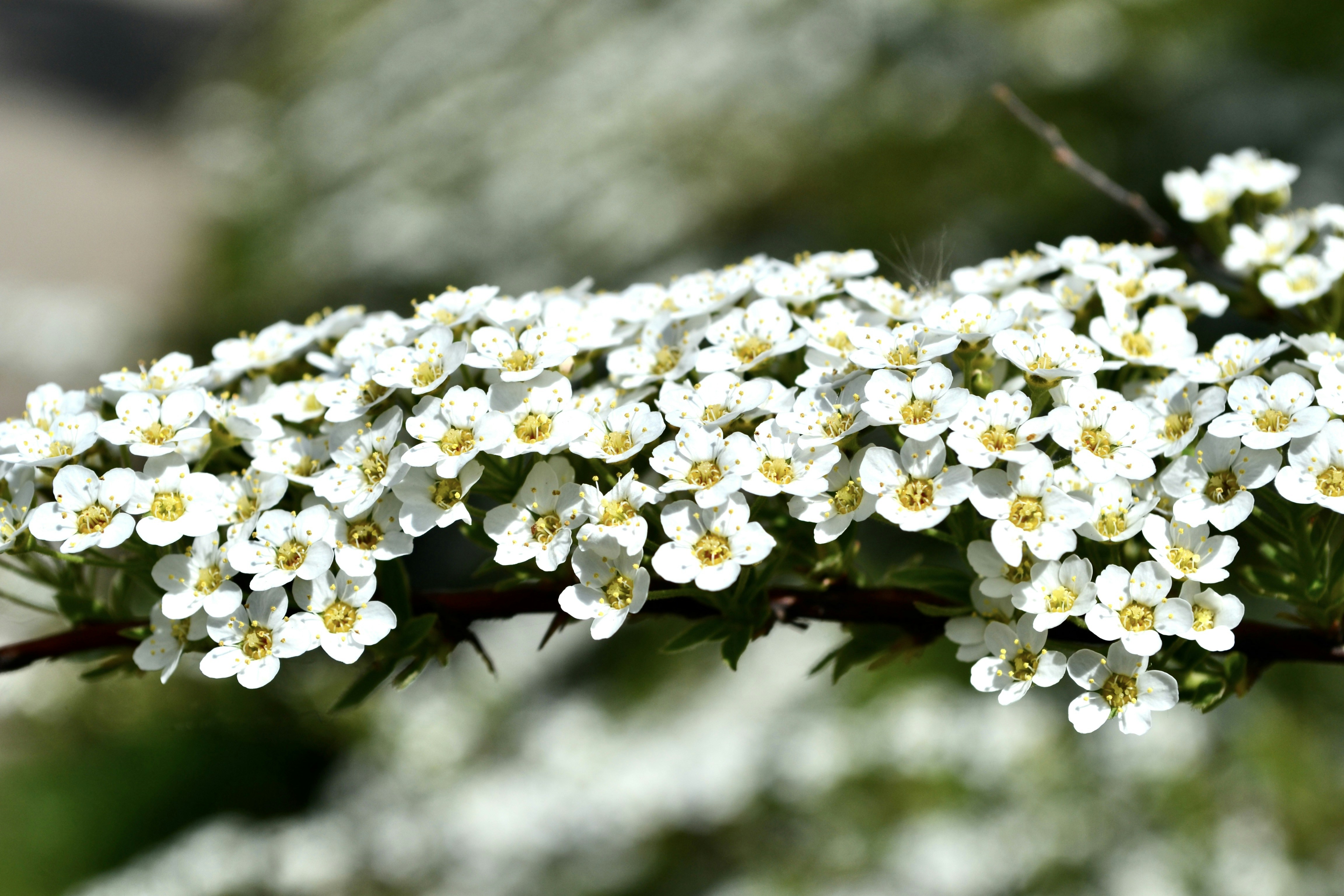 Ribbon of White Blooms Across a Spring Branch