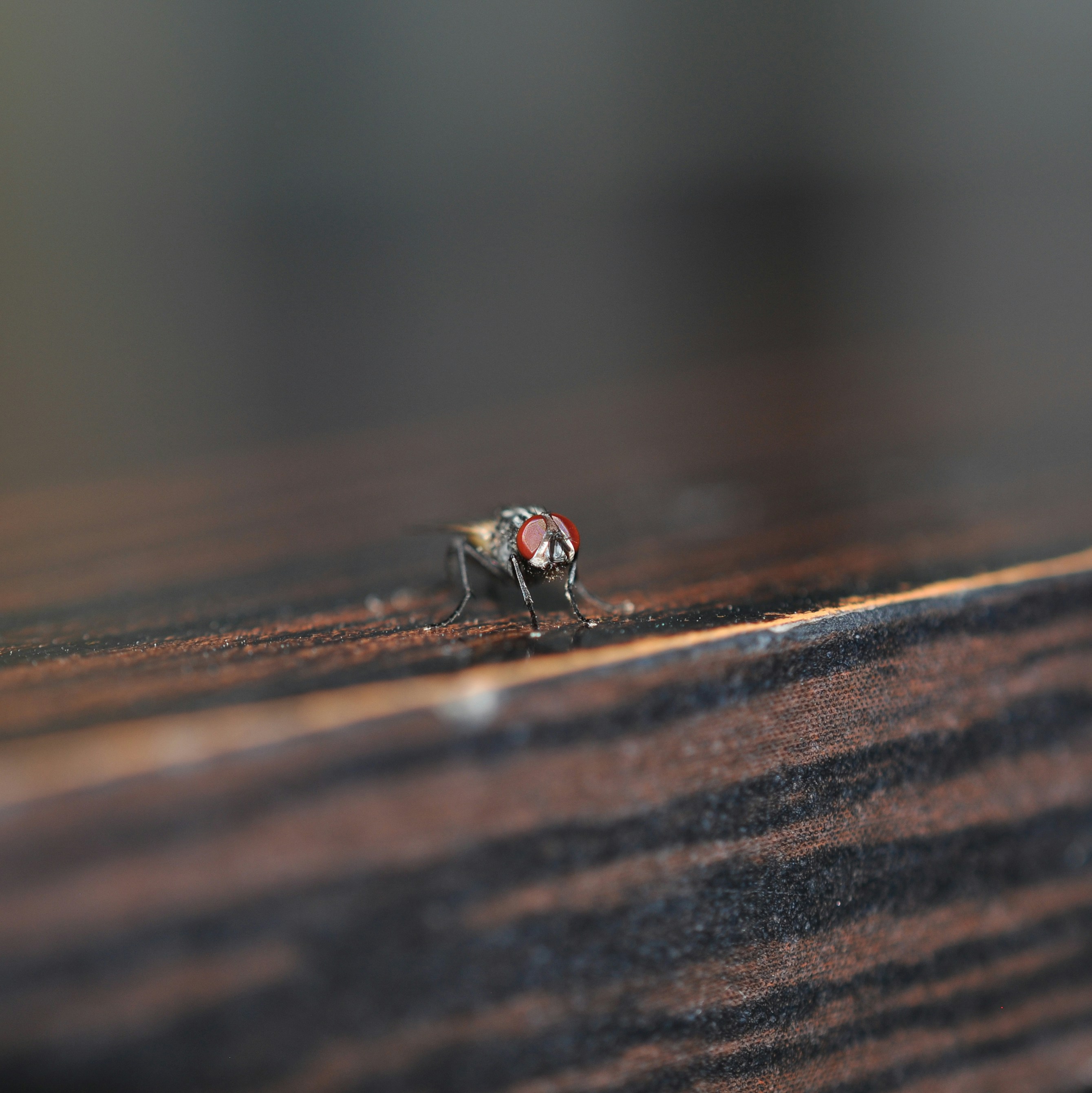 Crimson-Eyed Fly on Weathered Wood: A Macro Texture Portrait