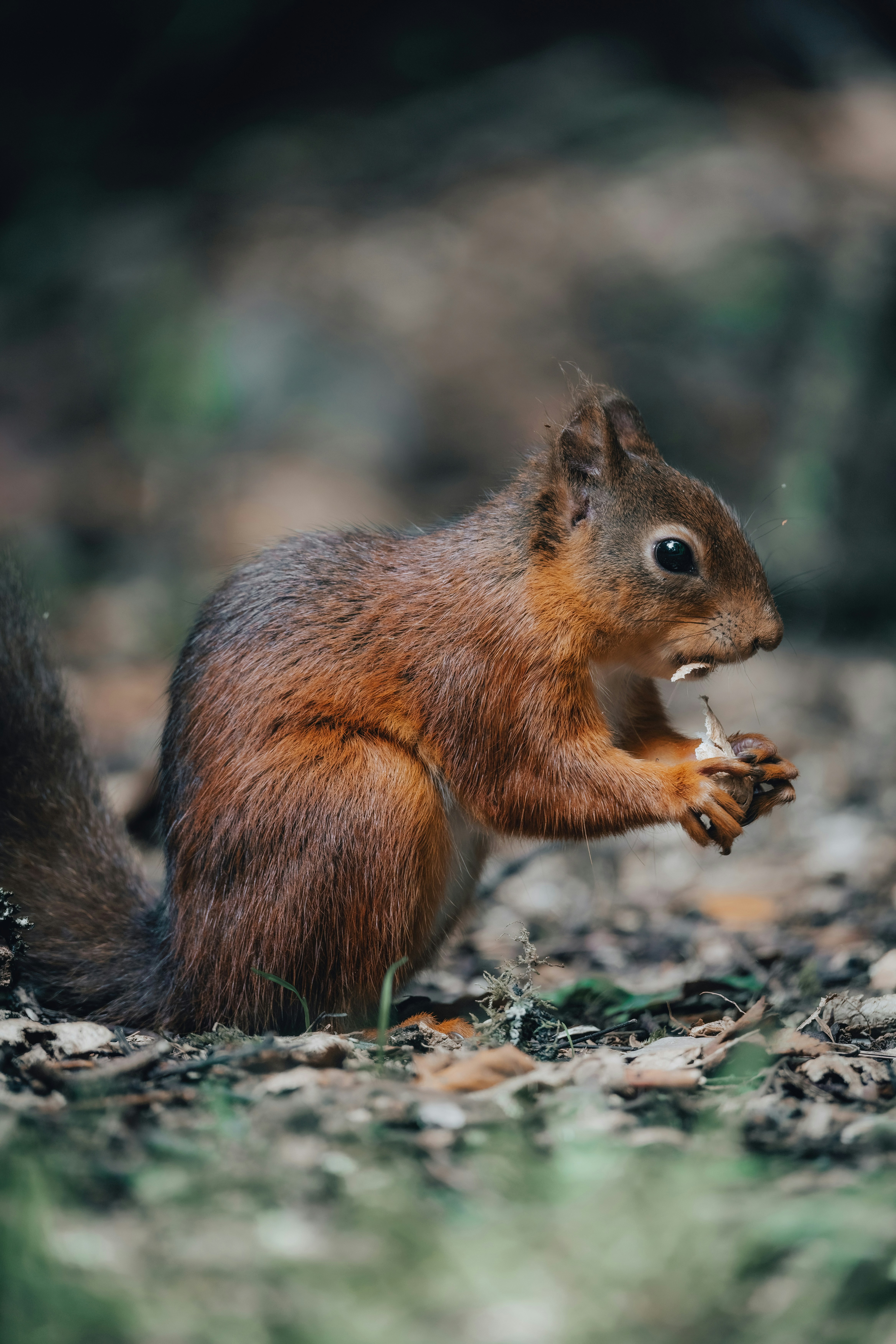 A squirrel eating something photo – Free Shap Image on Unsplash
