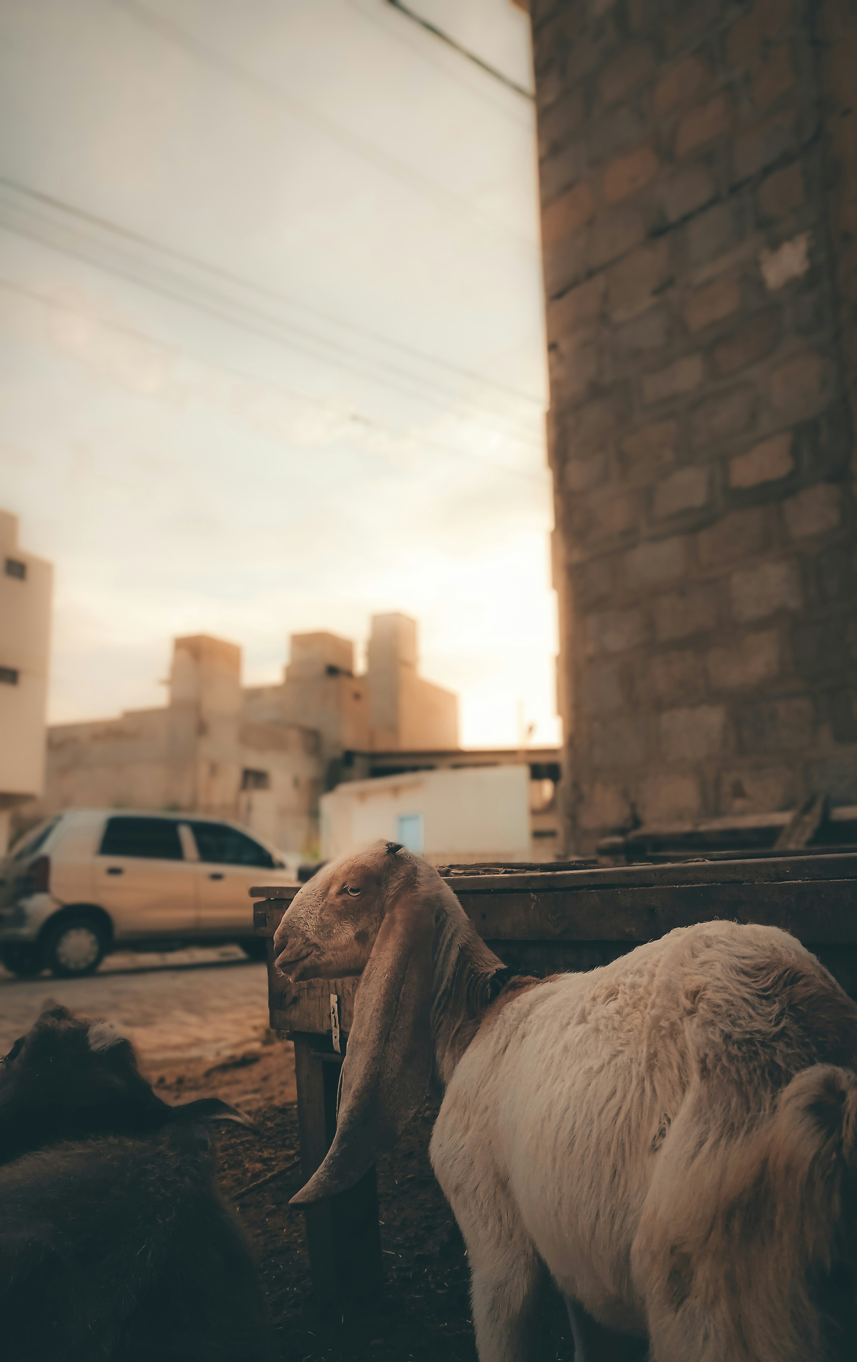 A goat stands near a wooden platform in a quiet urban setting, with soft evening light illuminating the scene. The backdrop features low-rise buildings and a hint of a sunset.