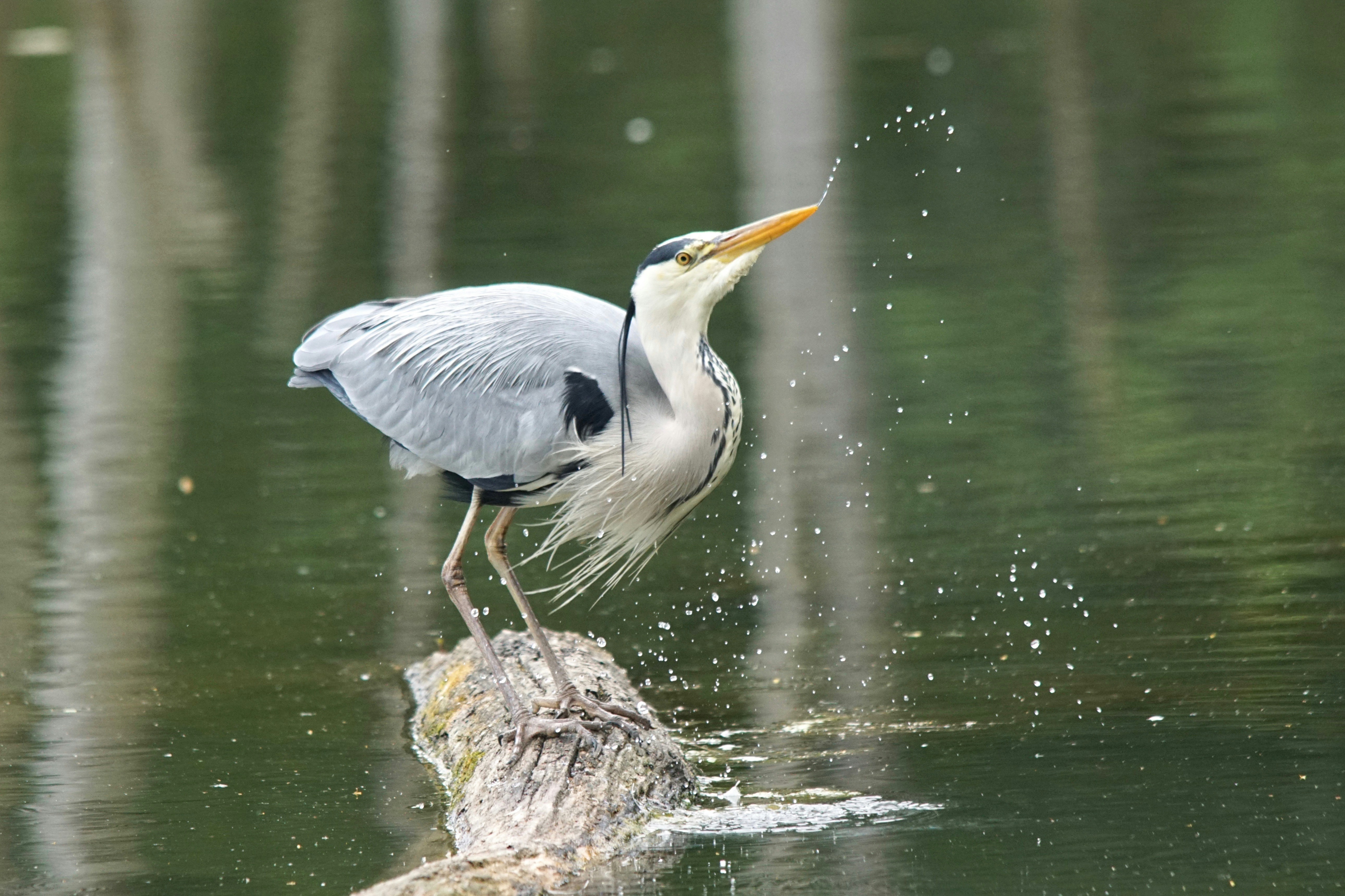 Grey Heron on a Stump: A Quiet Moment Turns to a Shower of Sparkling Droplets