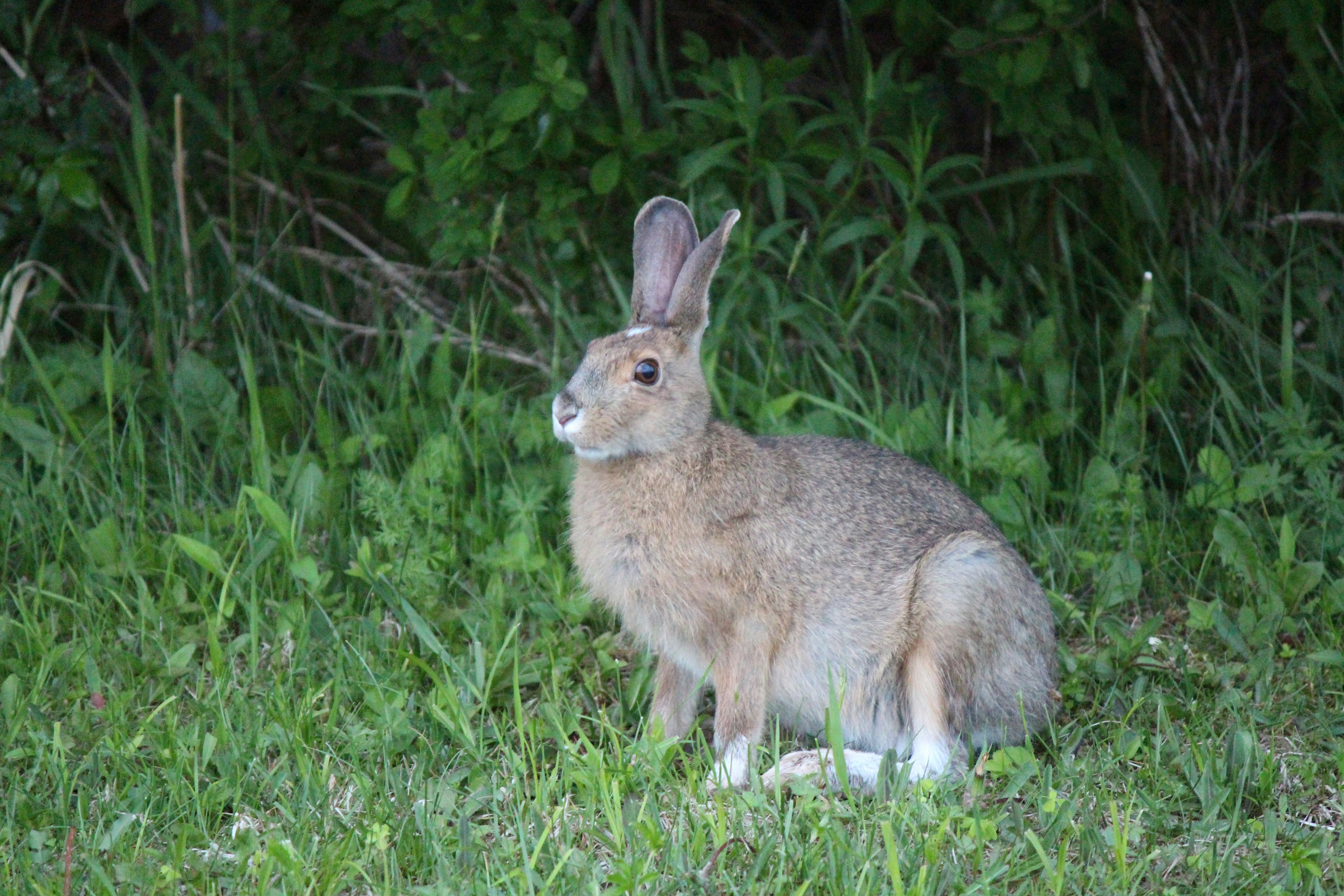 A rabbit in the grass photo – Free Ns Image on Unsplash