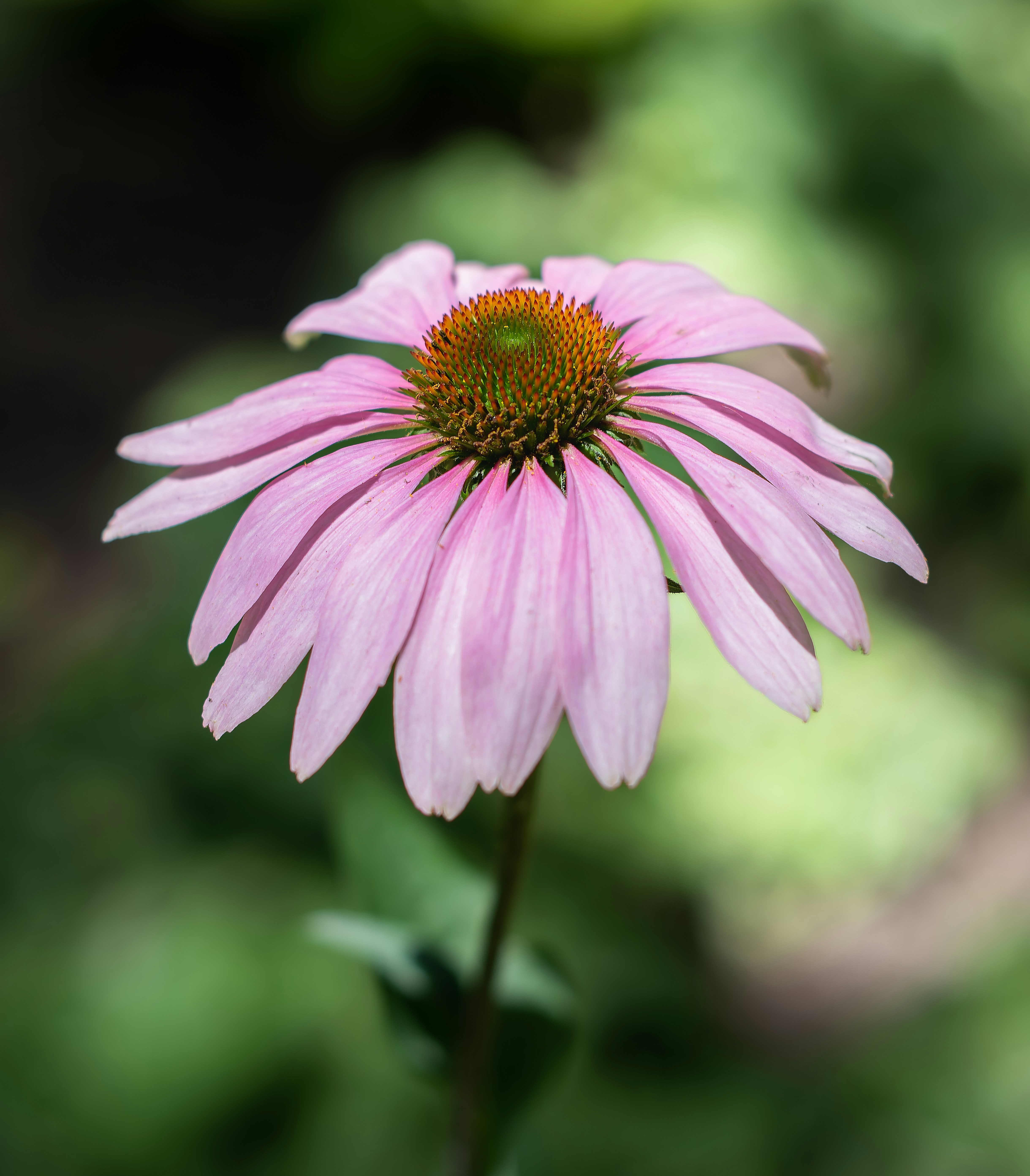 A vibrant pink flower with delicate petals and a striking center, set against a softly blurred green background.