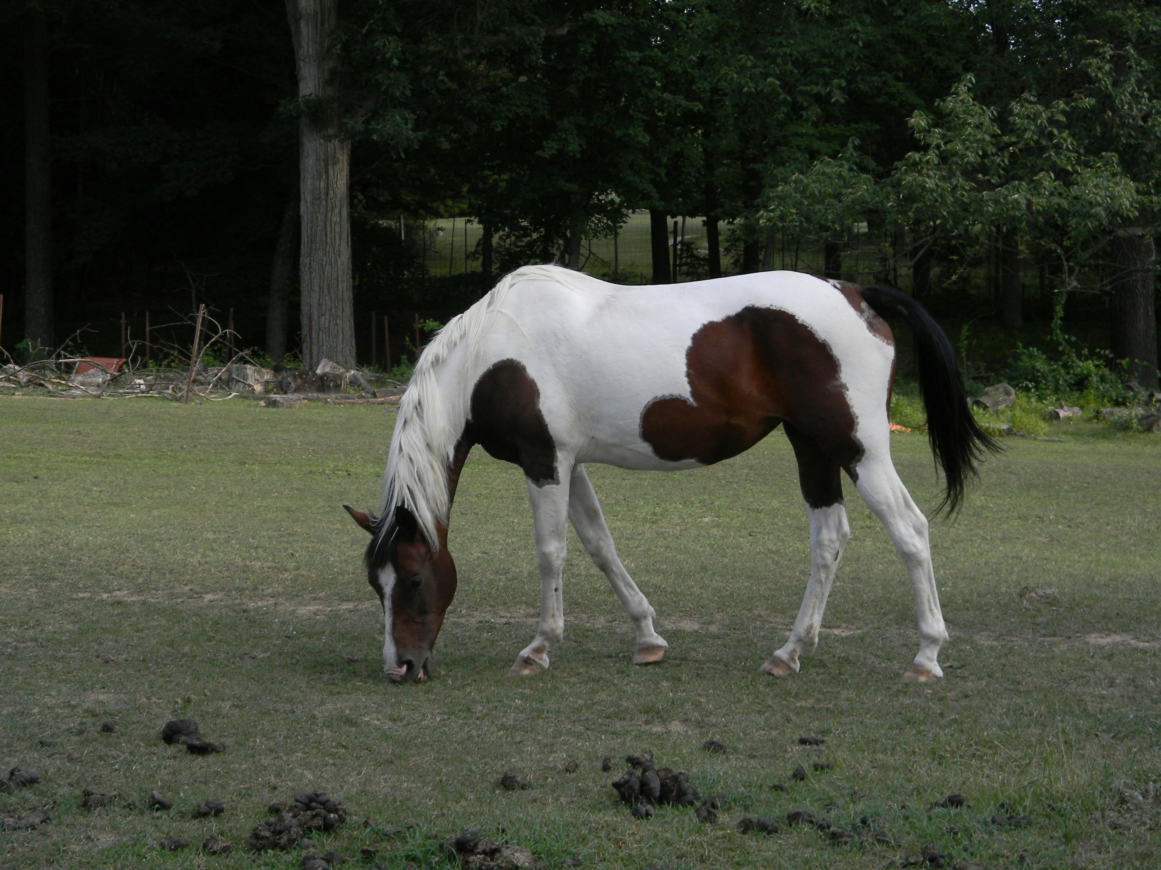 Pinto horse grazes in a grassy field with trees in the background. Photograph.