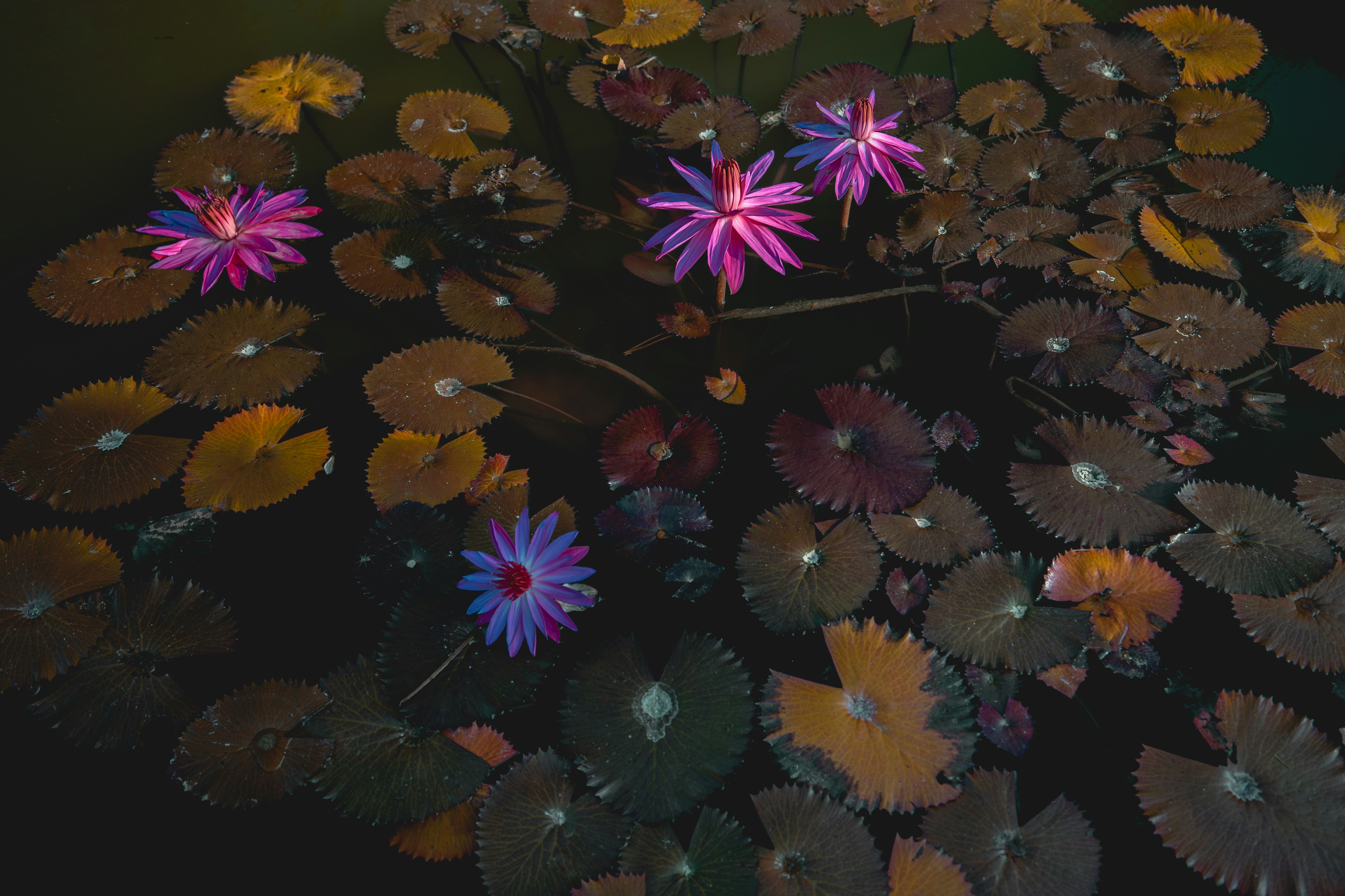 Vibrant water lilies in shades of pink and blue amidst a backdrop of dark, textured lily pads. The arrangement creates a serene aquatic tableau.