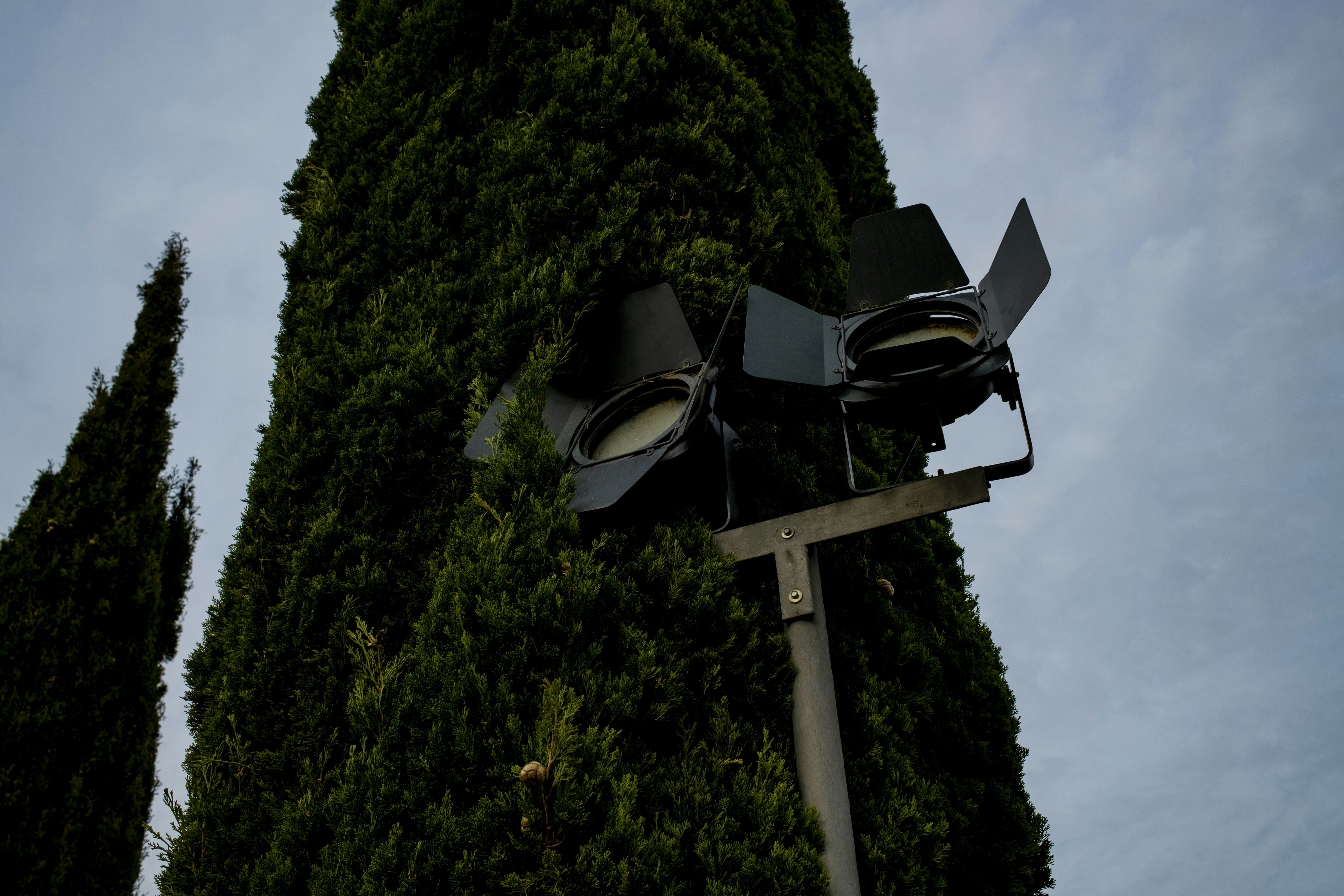 Twin-lamp floodlight standing sentinel to towering pines
