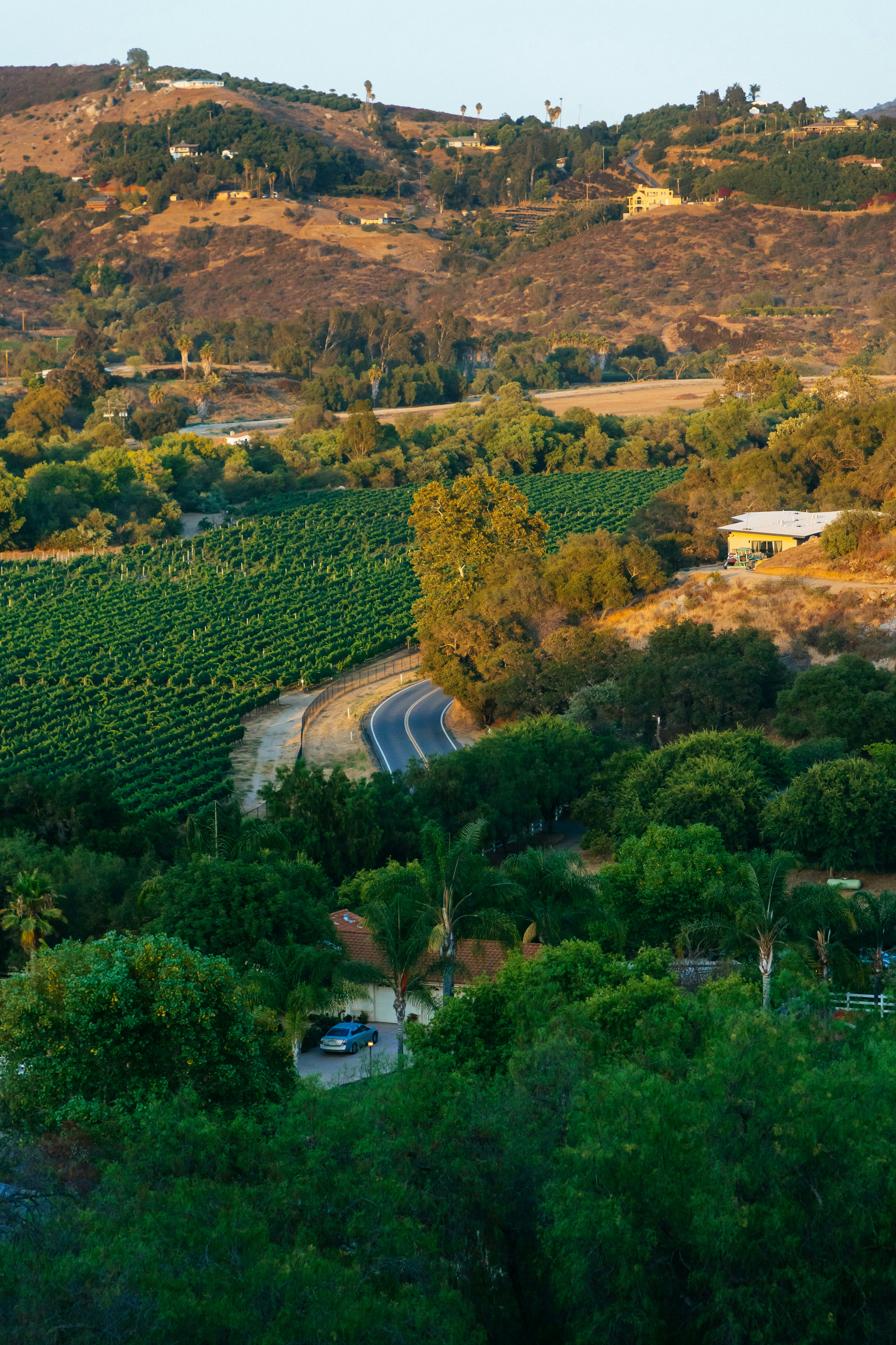 Switchback Through a Sunlit Vineyard Valley