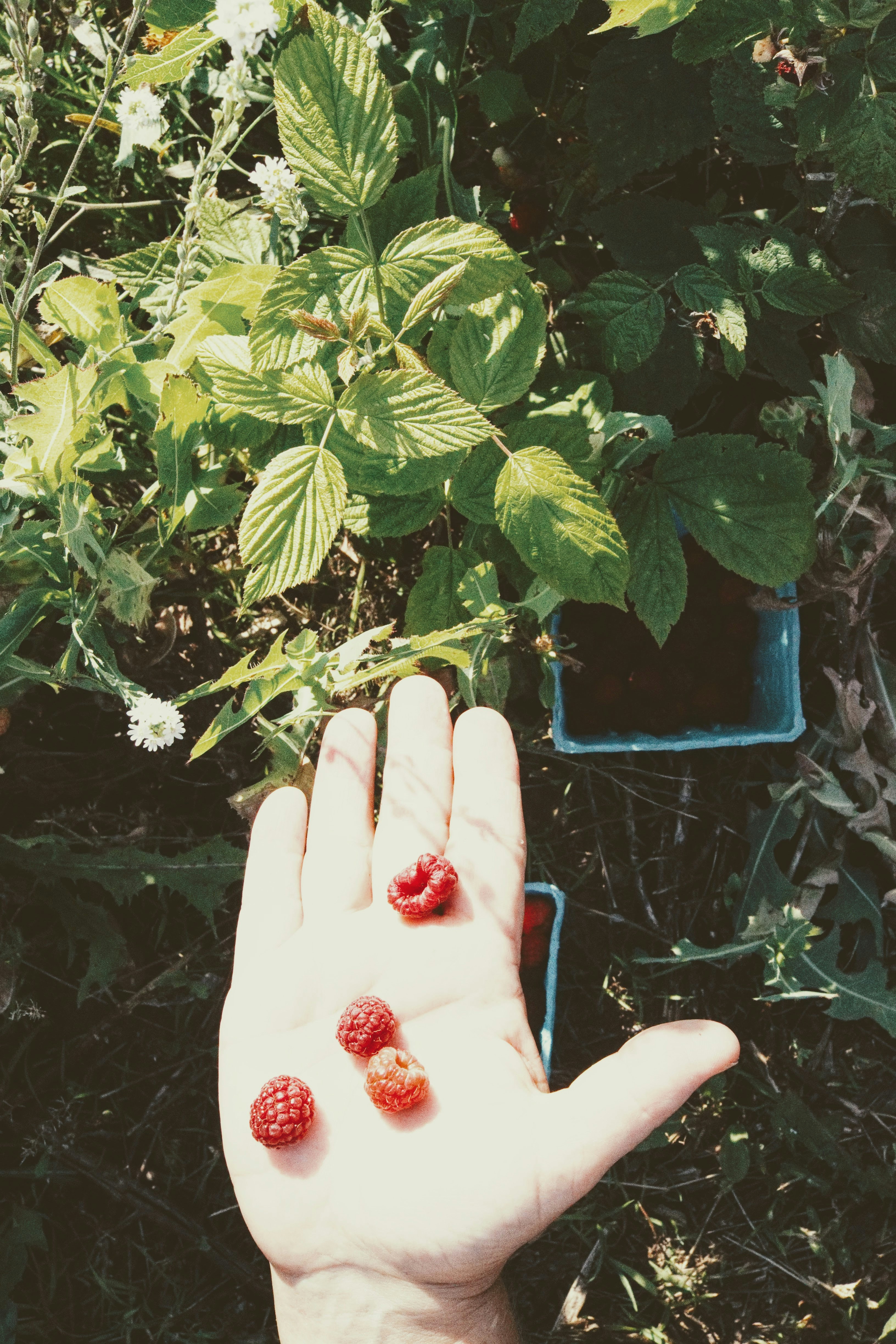 Close-up photograph of a pale hand with several ripe raspberries resting on the palm, set against a backdrop of lush green garden leaves.