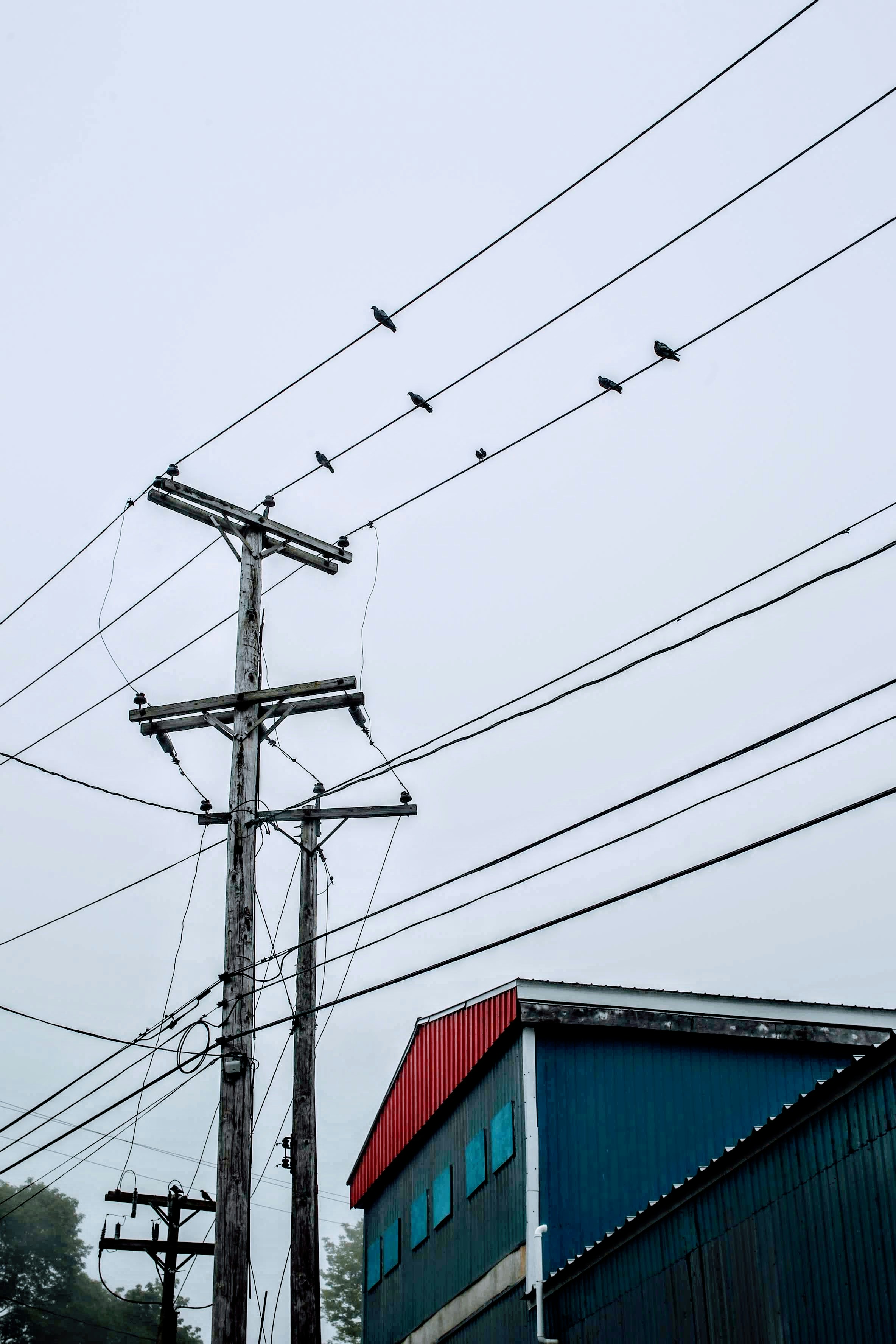 a group of birds sitting on power lines