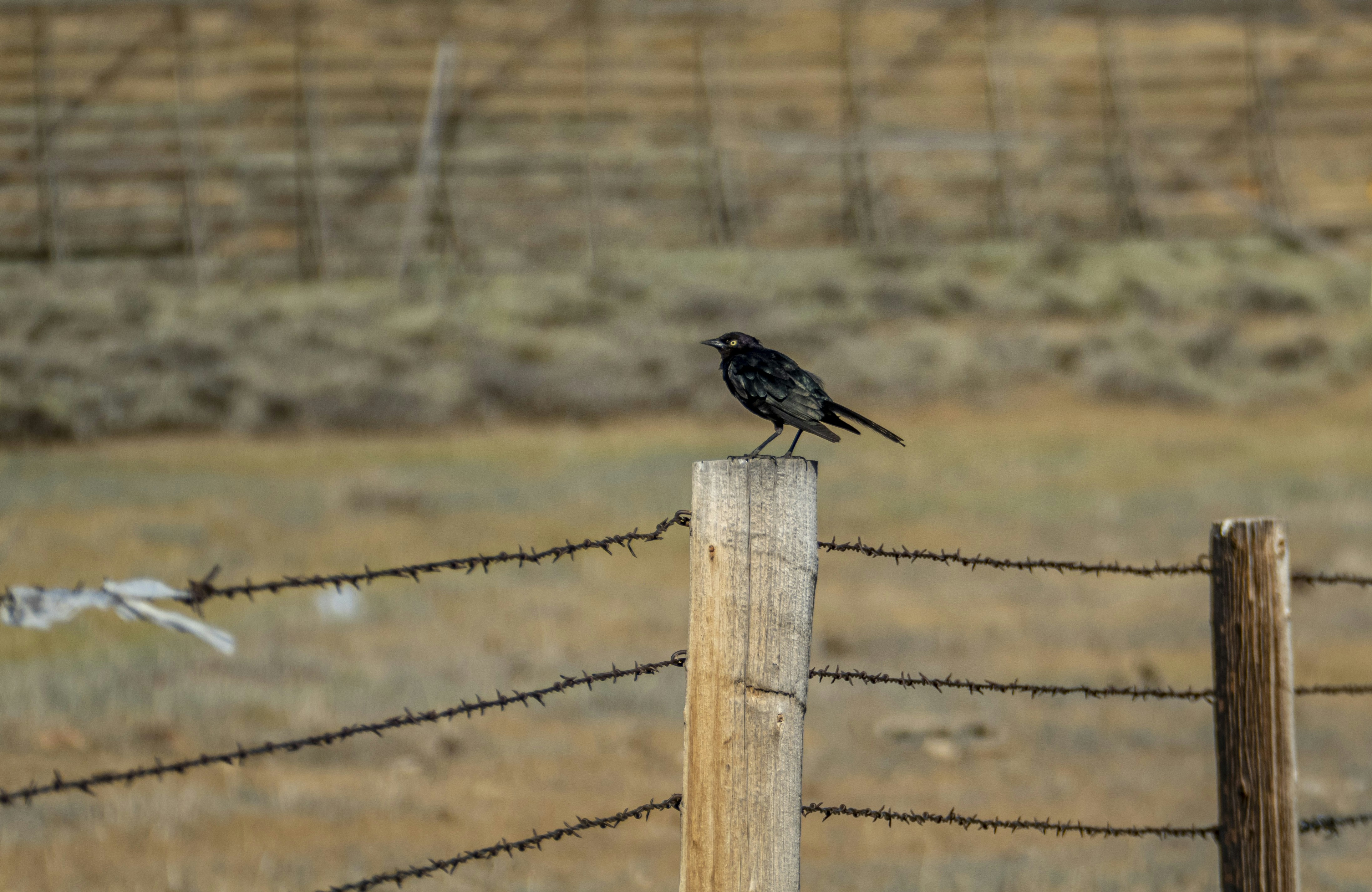 Blackbird perched on a wooden fence post amidst a rural landscape. The scene captures the essence of quiet observation in nature.