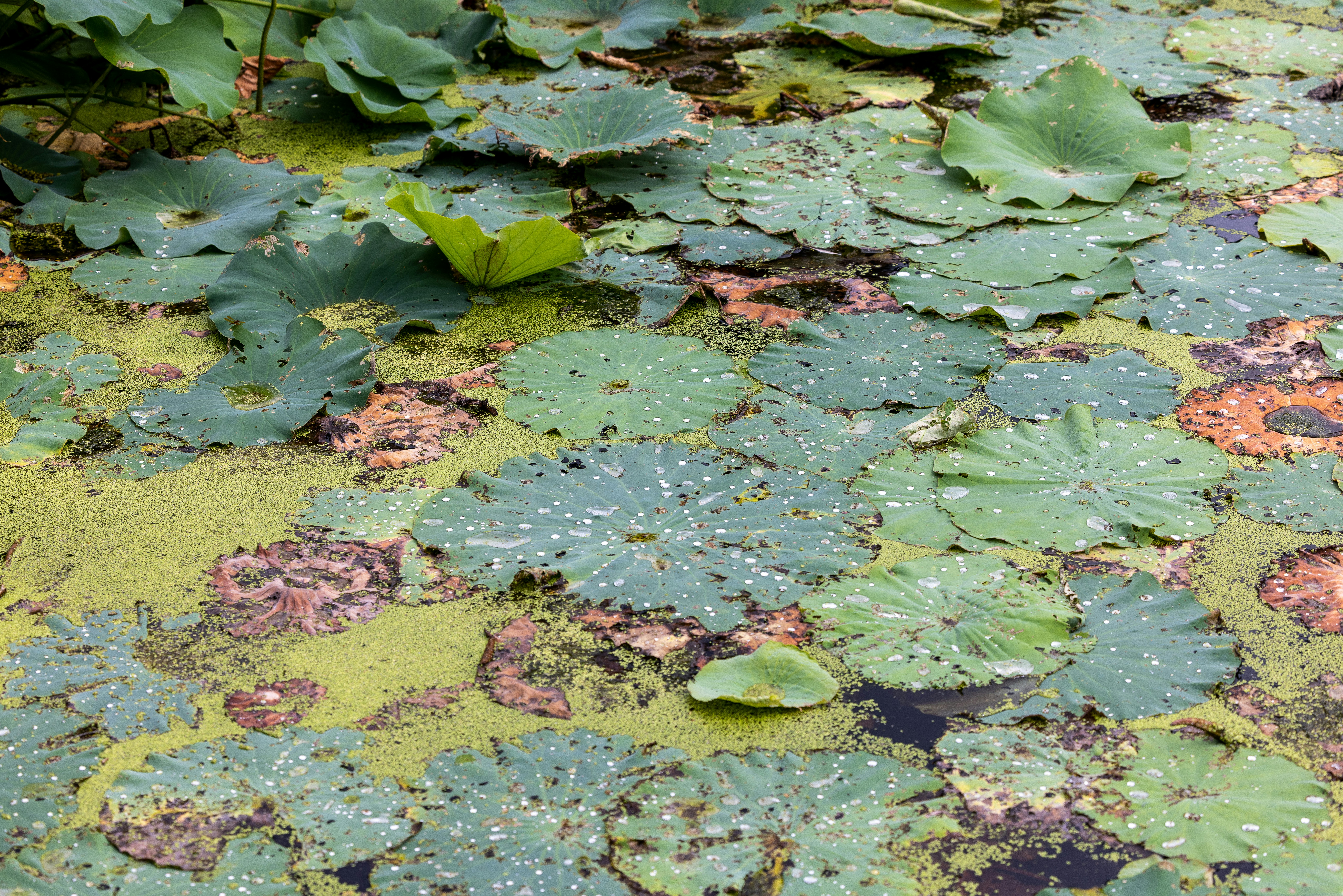 A tranquil scene of water lilies floating on a pond, surrounded by lush greenery and delicate algae. The interplay of textures and colors creates a harmonious natural composition.
