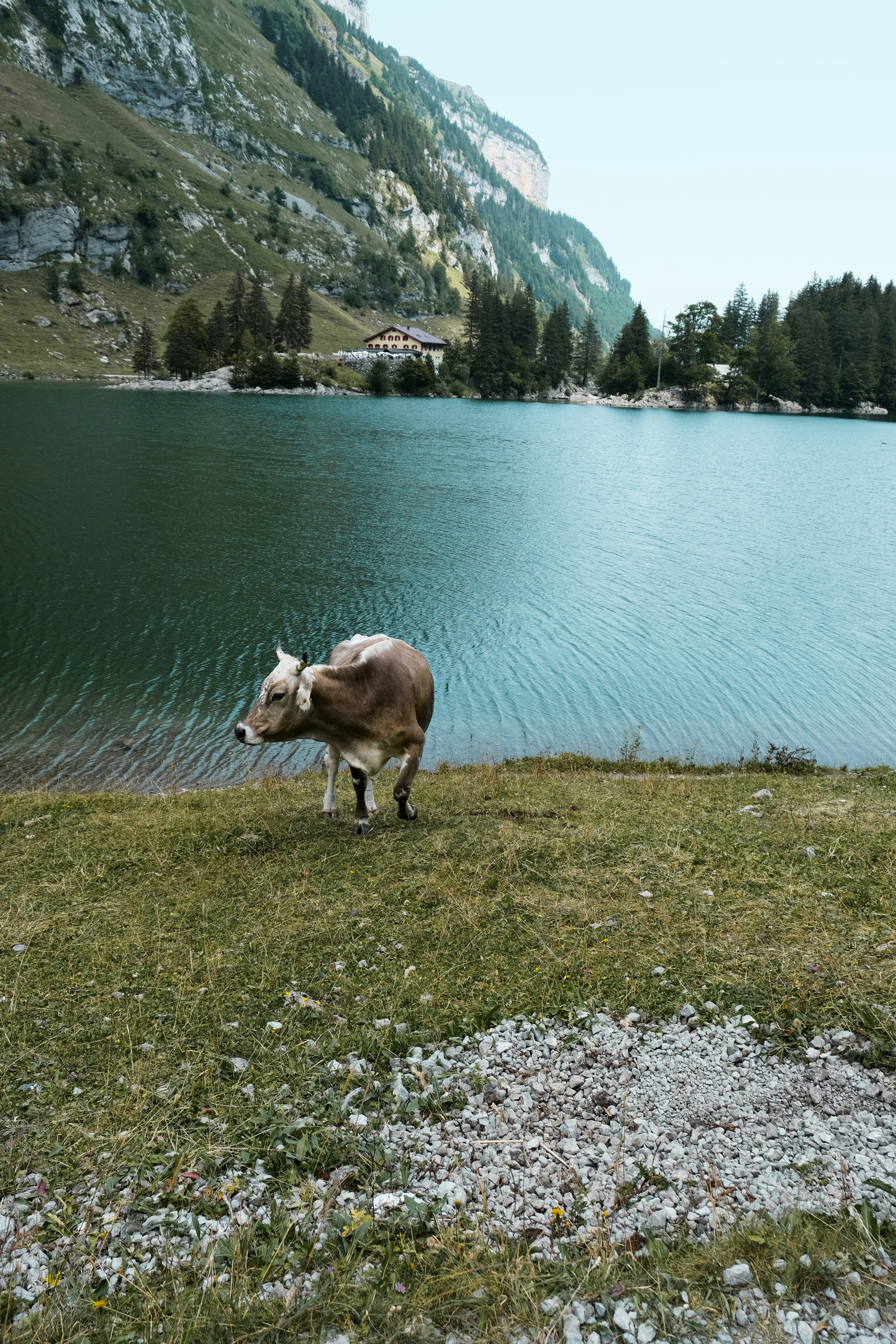 A cow grazes peacefully on the grassy shore beside a tranquil lake, framed by lush mountains and a distant chalet.