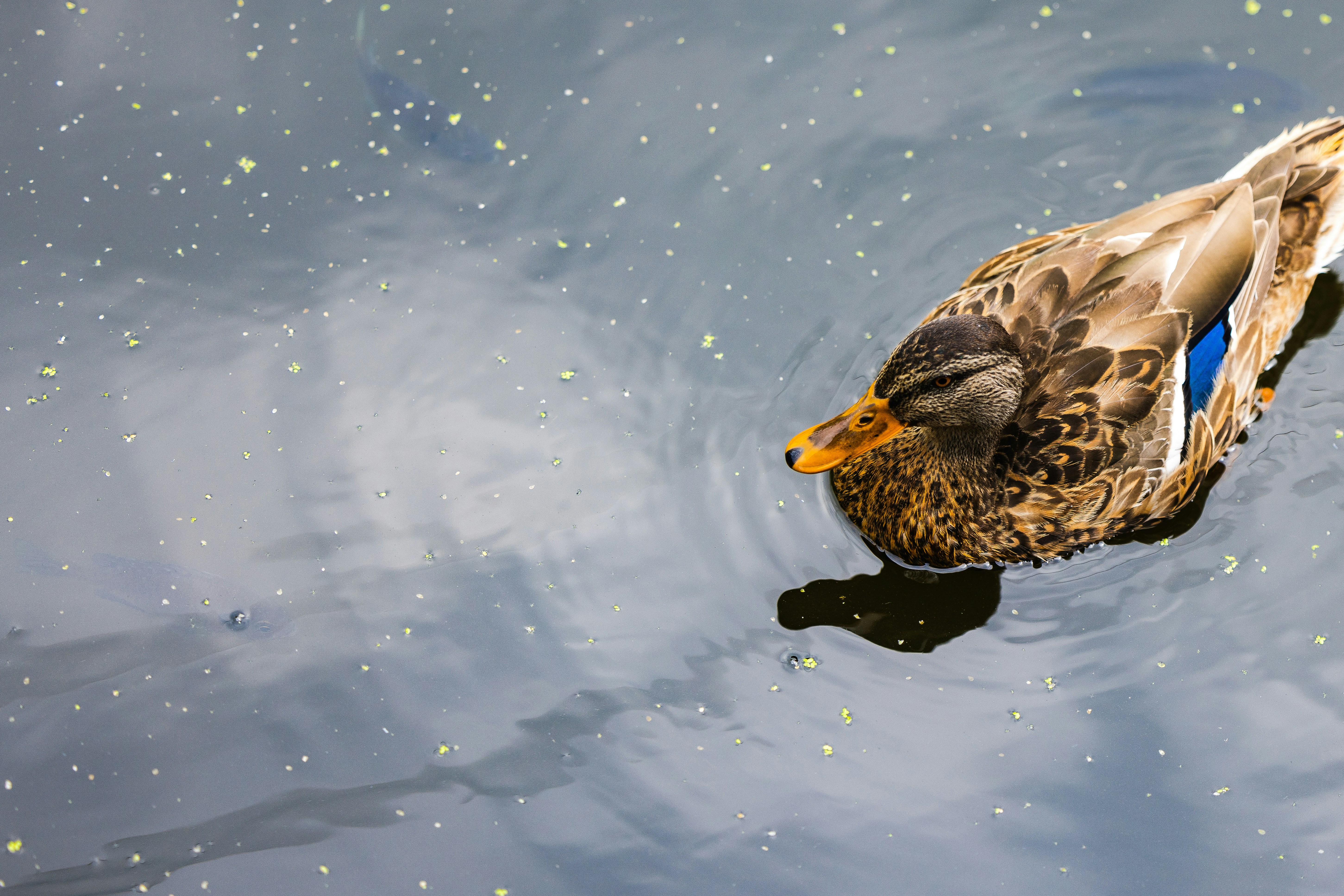 A mallard duck glides gracefully across a calm pond, surrounded by subtle reflections and floating debris.