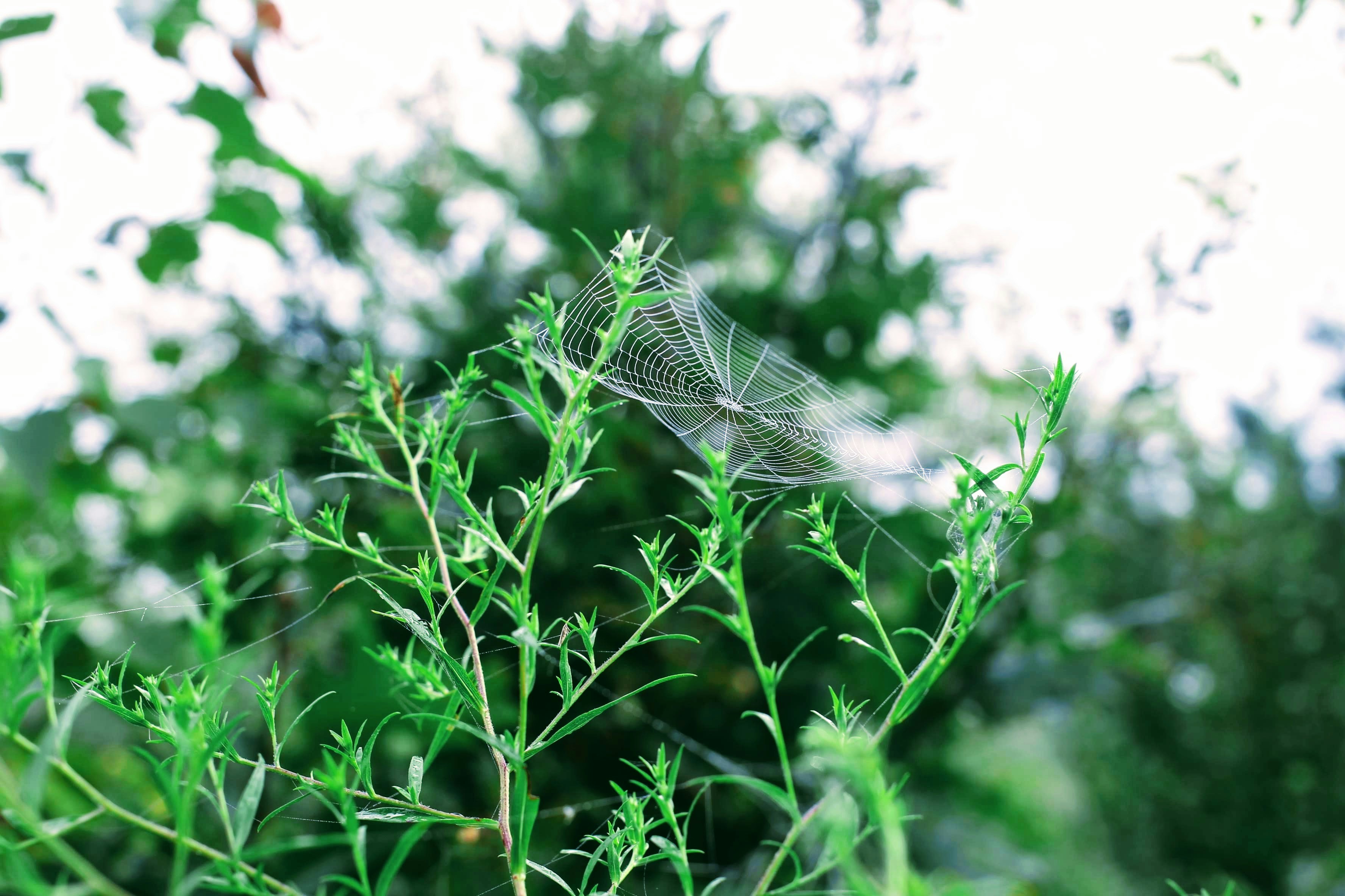 Lattice of Silk in Verdant Light