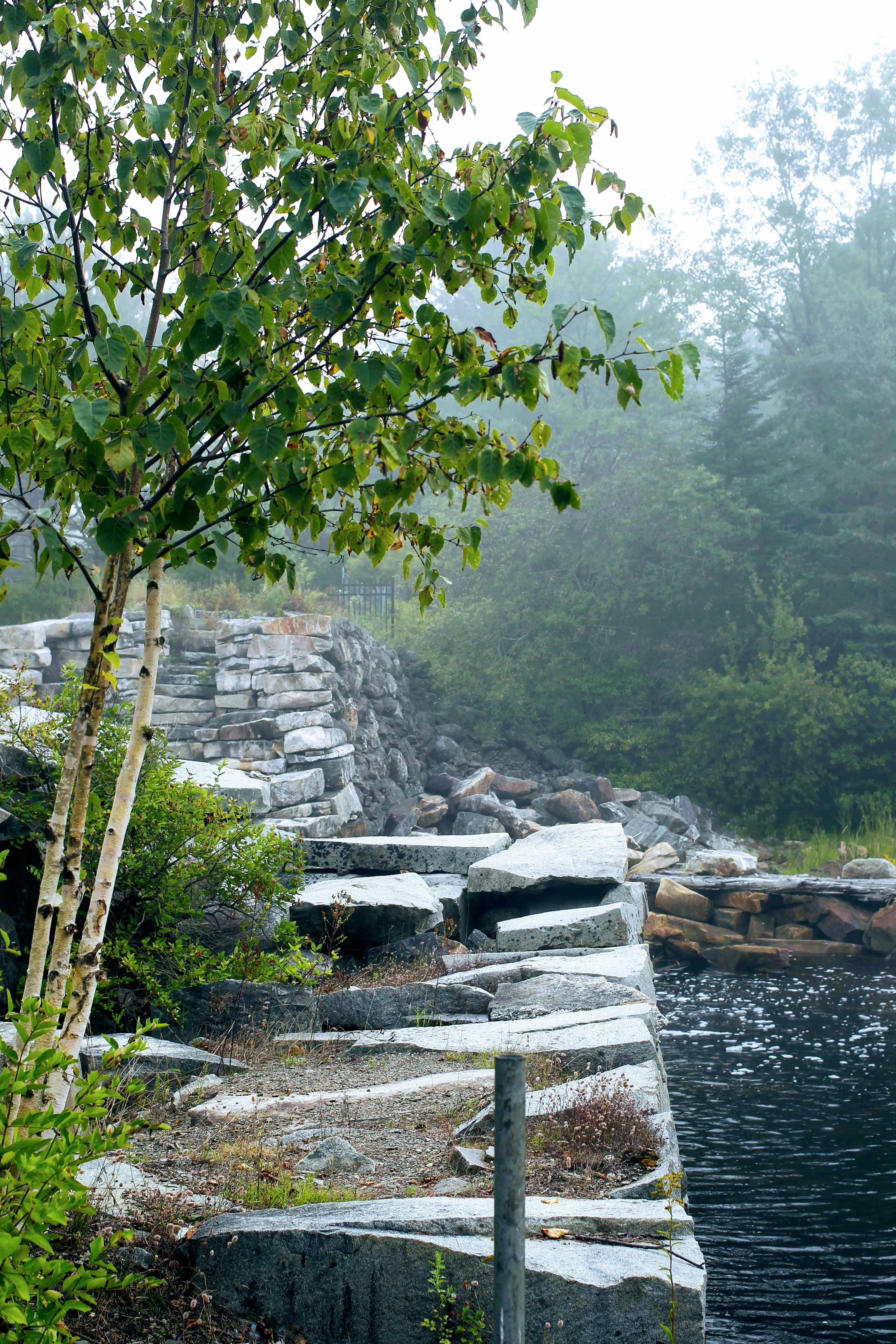 Mist-Laced Lakeside Steps Framed by a Verdant Canopy