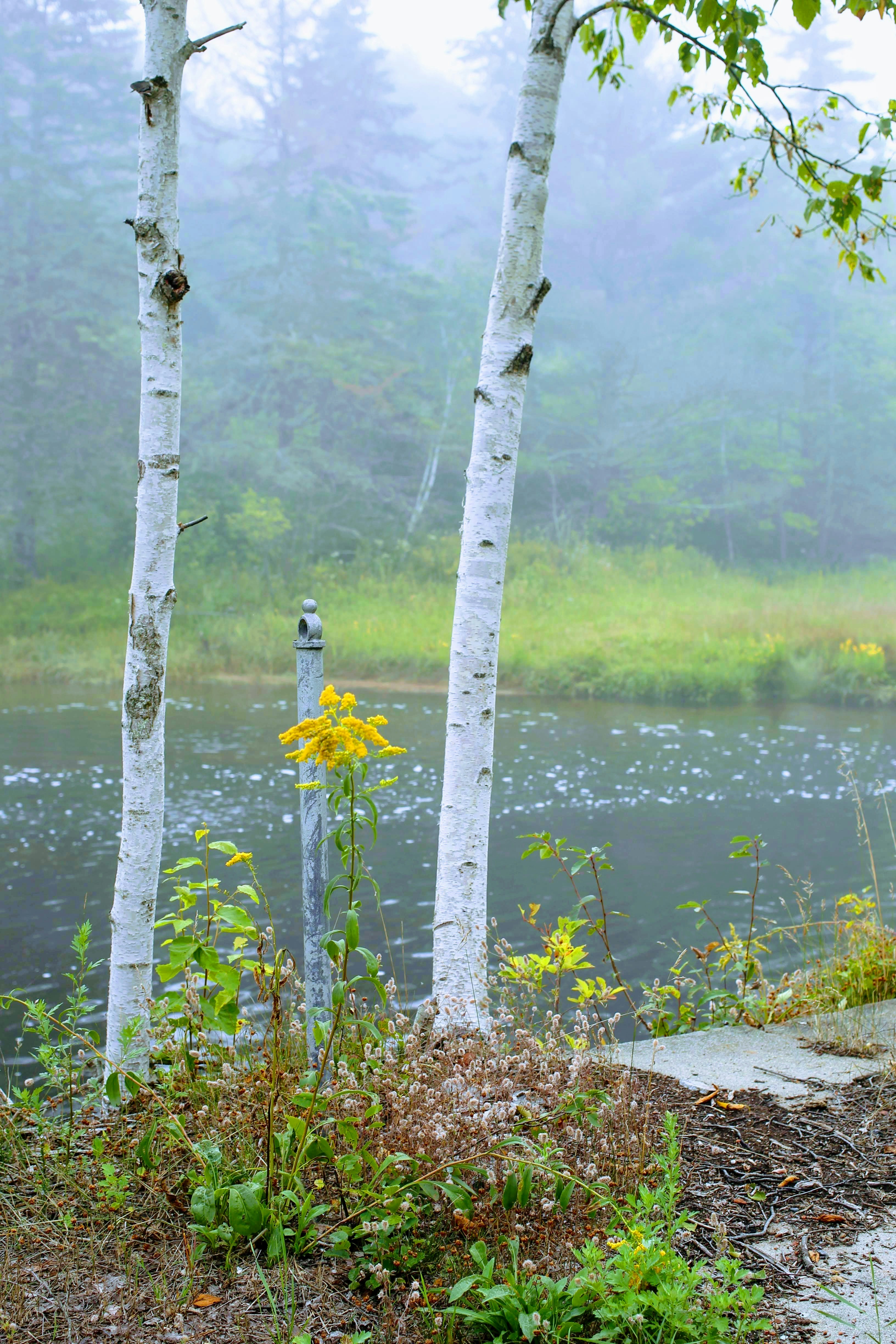 Birch Gate in Mist: A Bold Yellow Bloom by the Lake