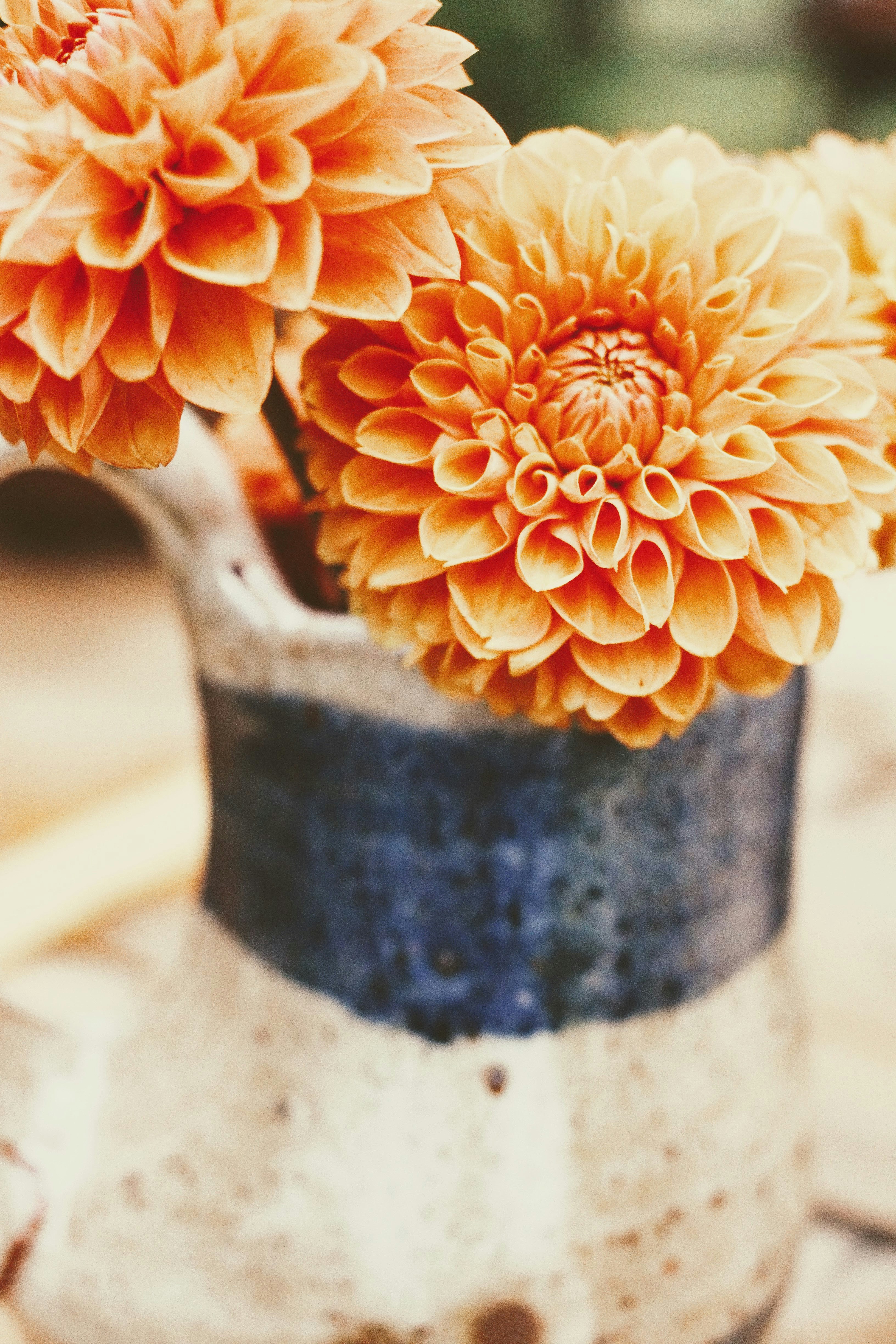 Orange Dahlias in a Rustic Ceramic Vase