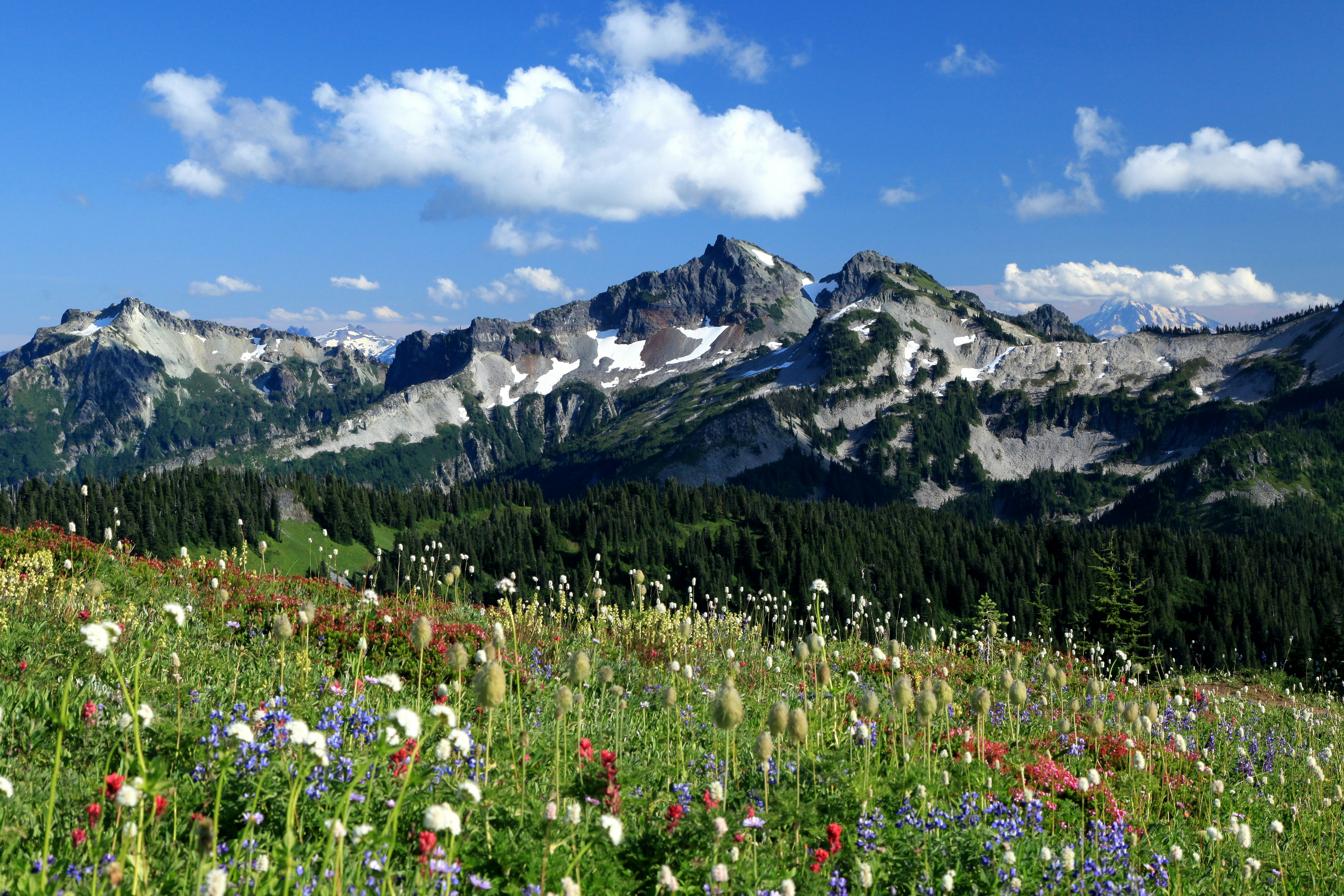 a field of flowers with mountains in the background