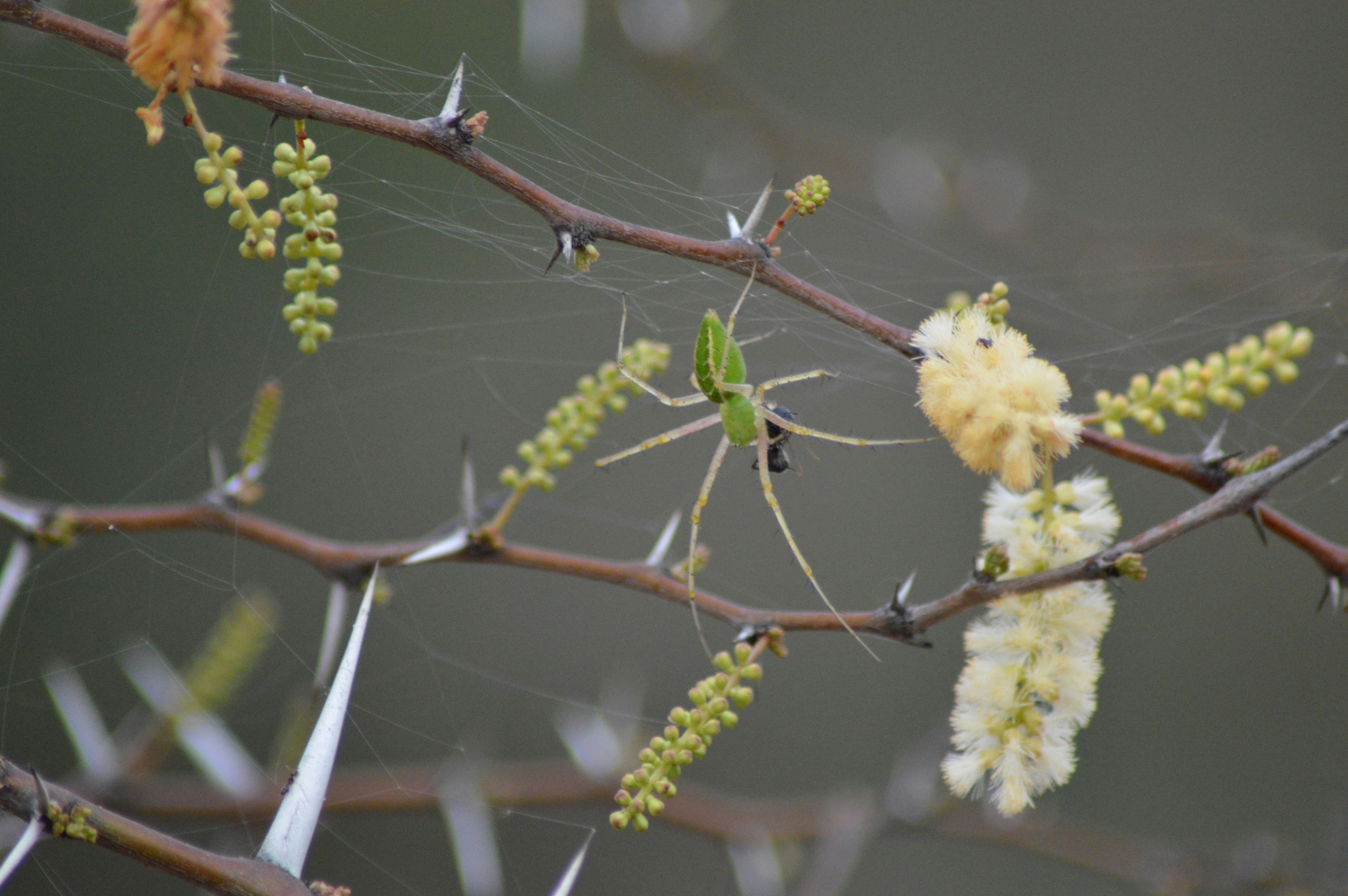 Spiderweb in Bloom: Fragile Threads Across a Spring Branch