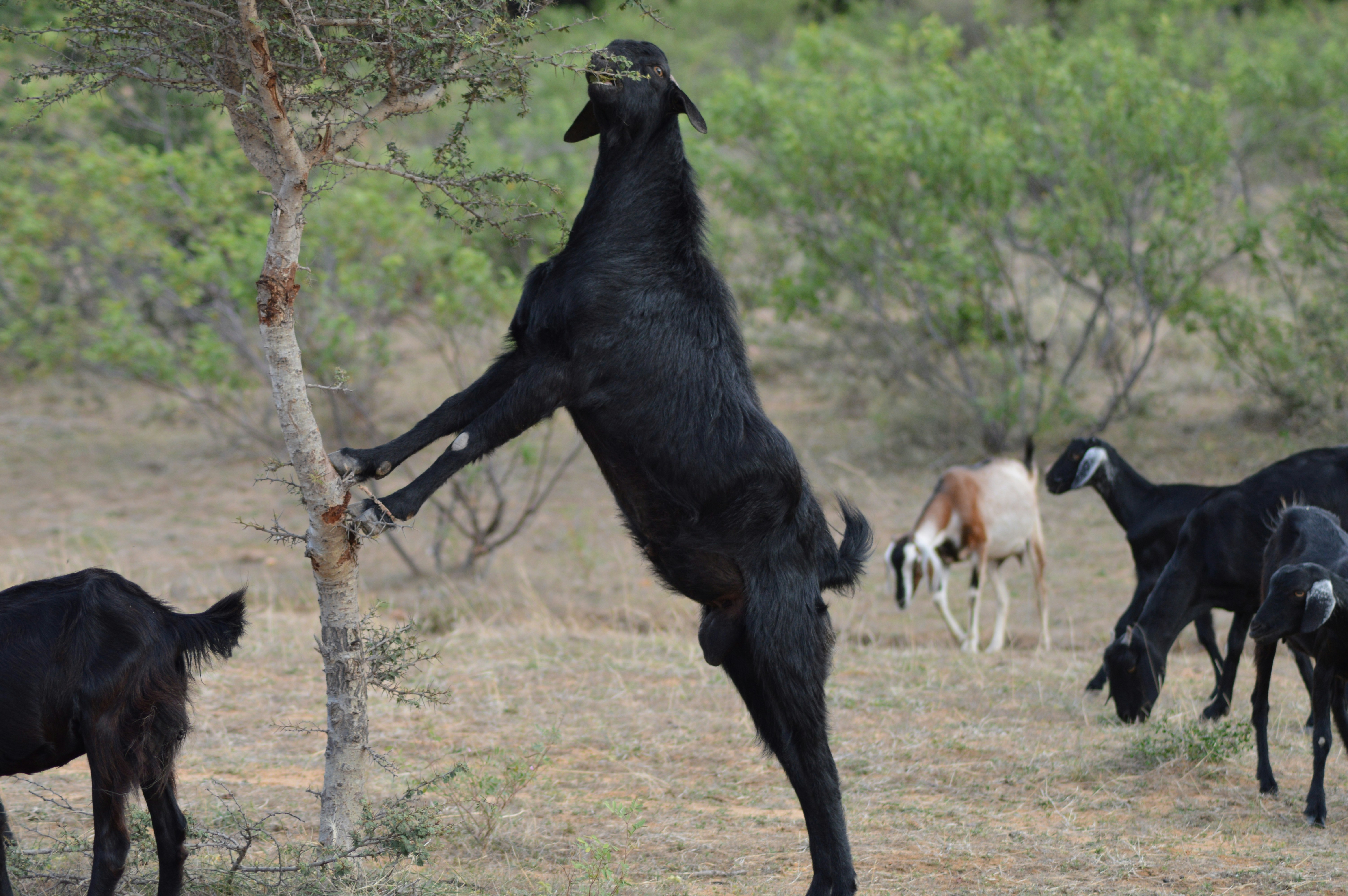 a group of goats in a field