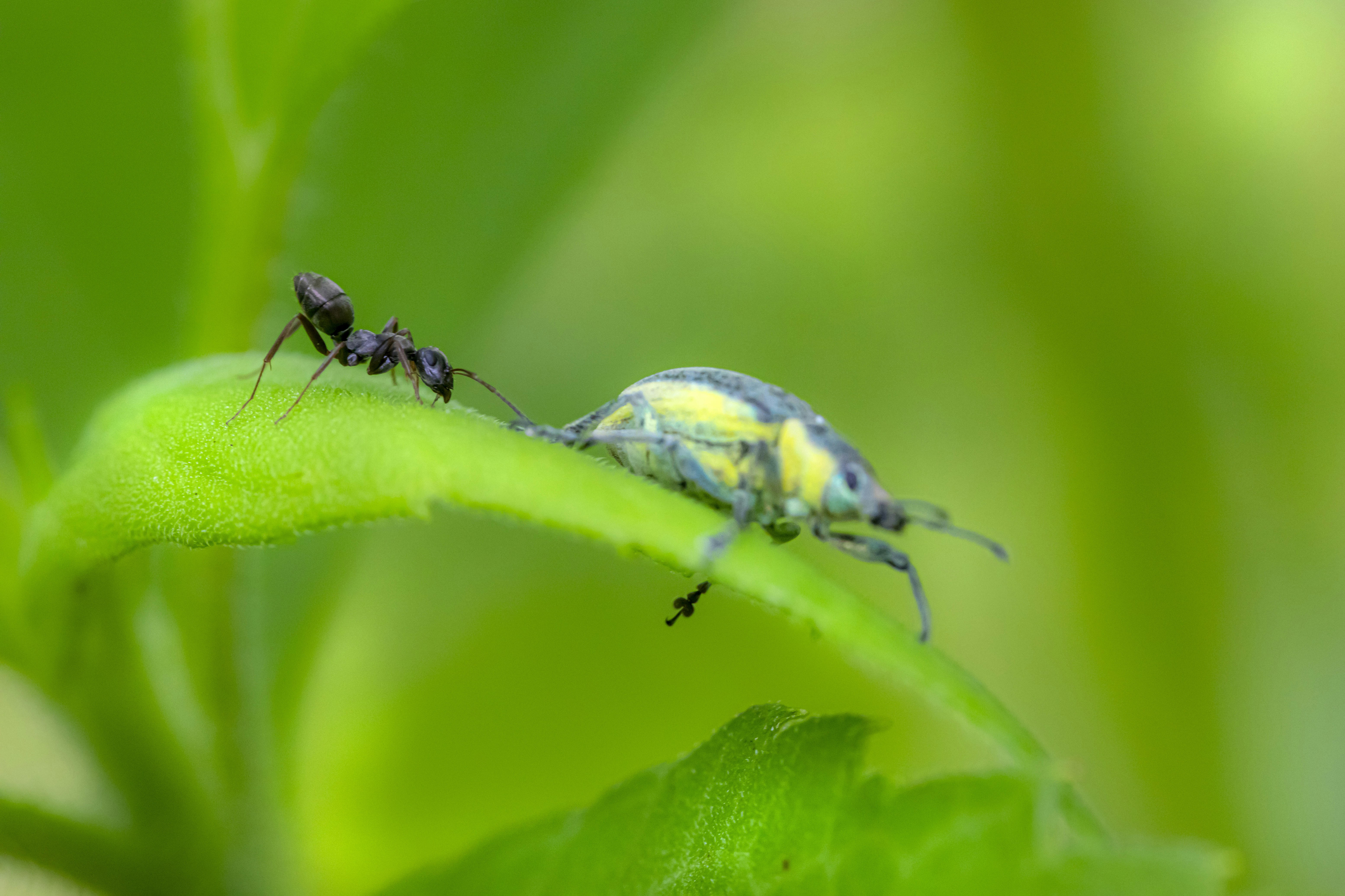 Un insecte sur une feuille photo – Photo Contea di Harju Gratuite sur ...