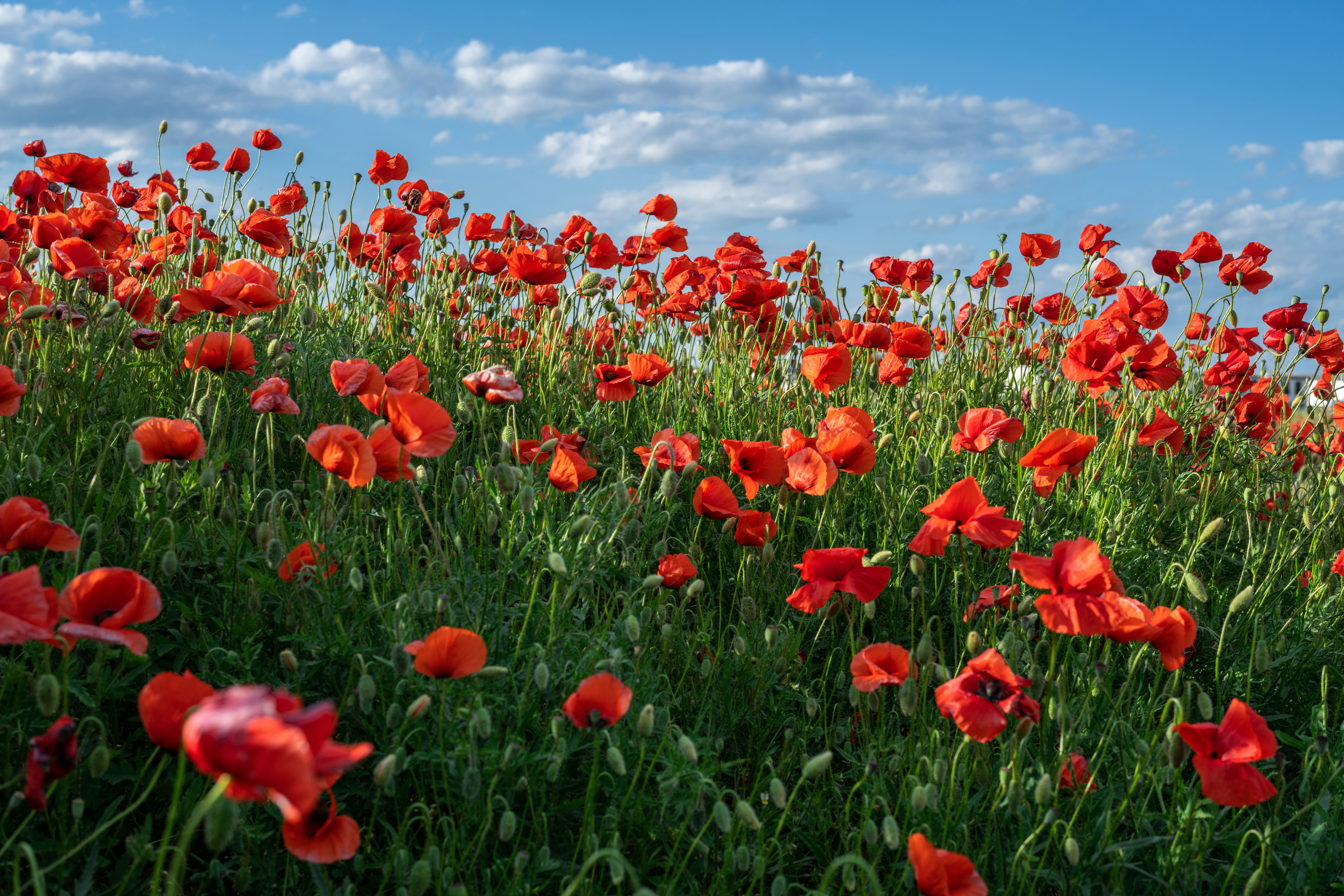 Un champ de fleurs rouges photo – Image gratuite de Source sur Unsplash