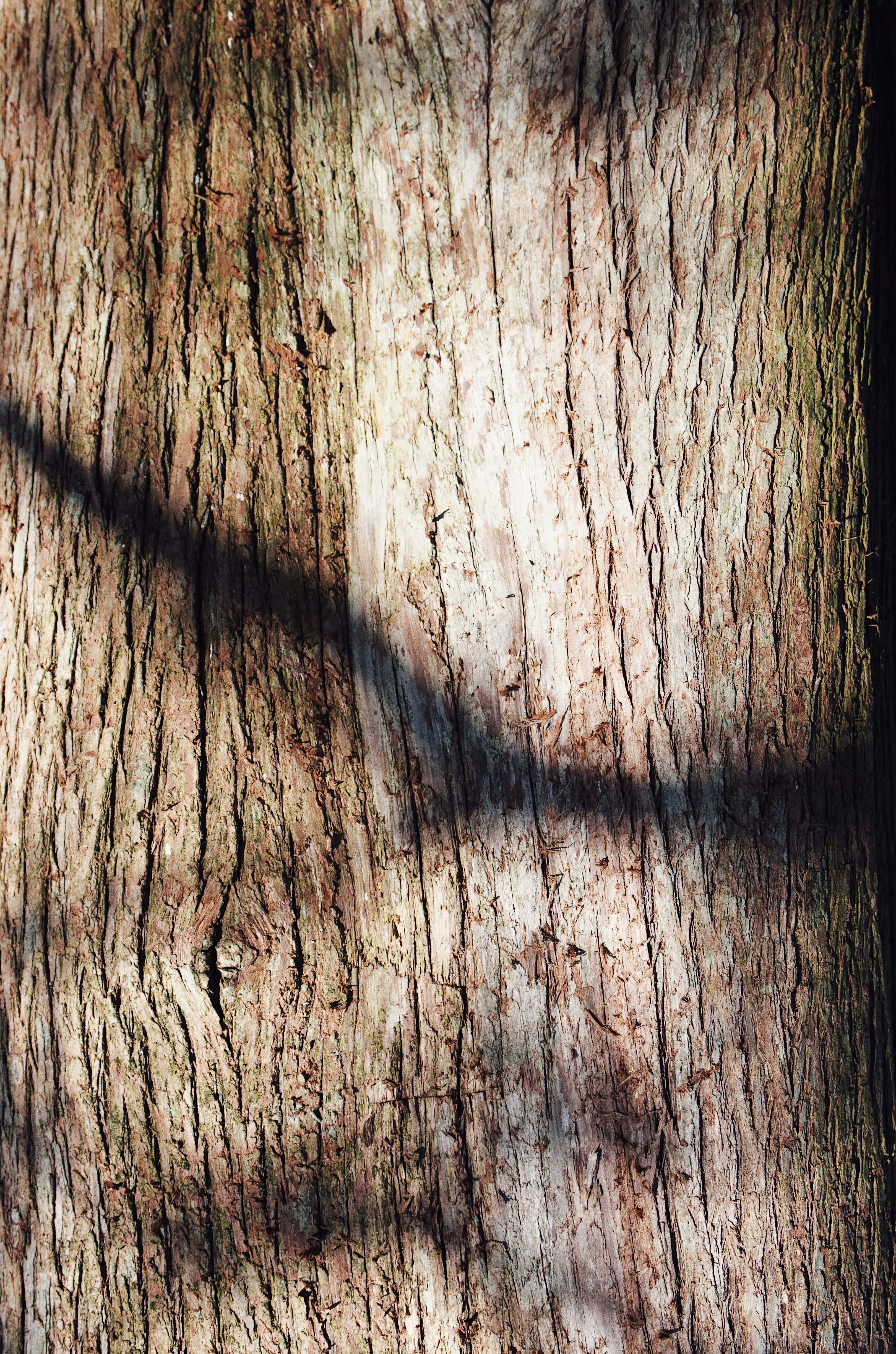 Shadowed Bark: A Quiet Stratum of Light Across Tree Texture
