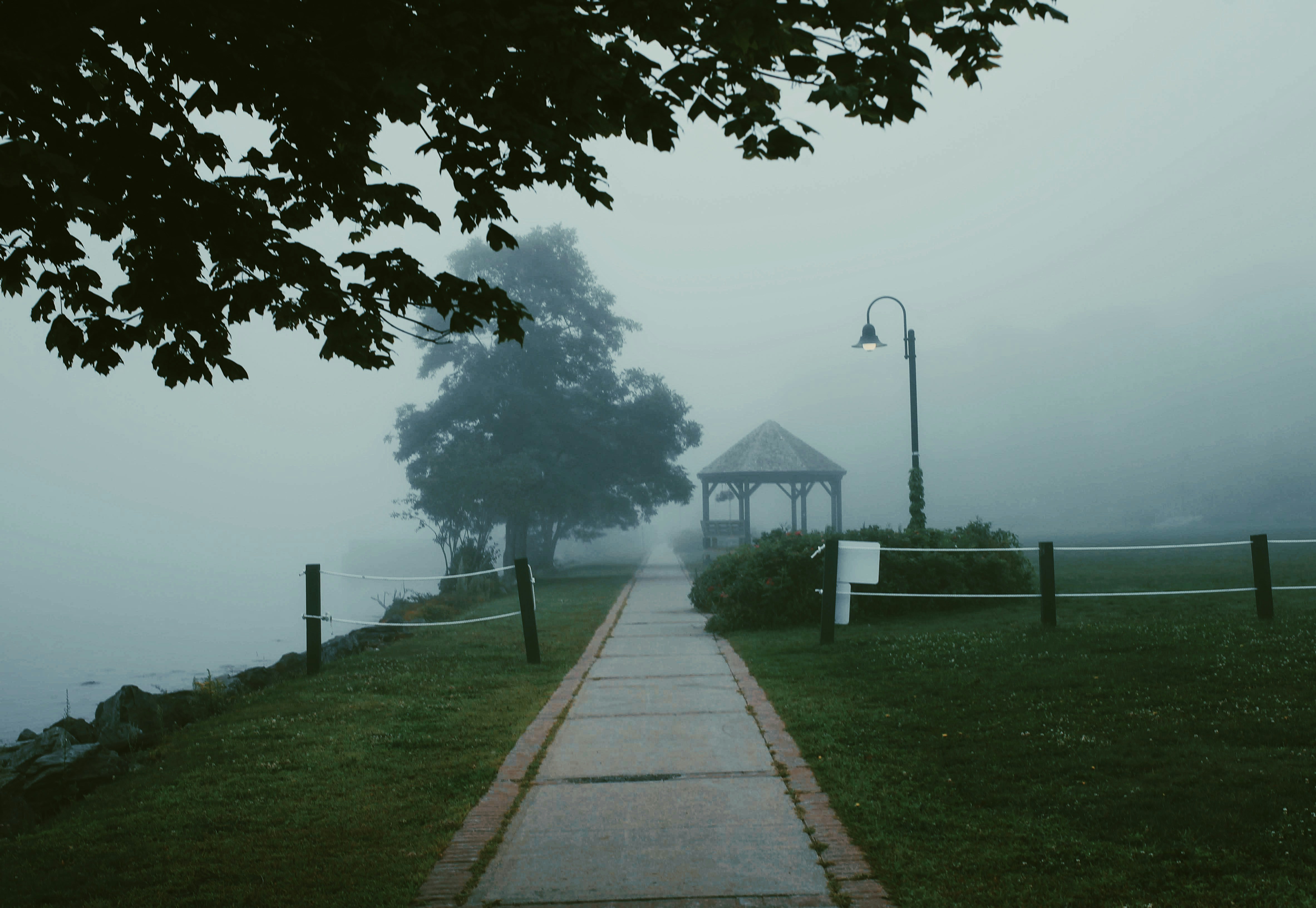 a path with grass and trees on the side